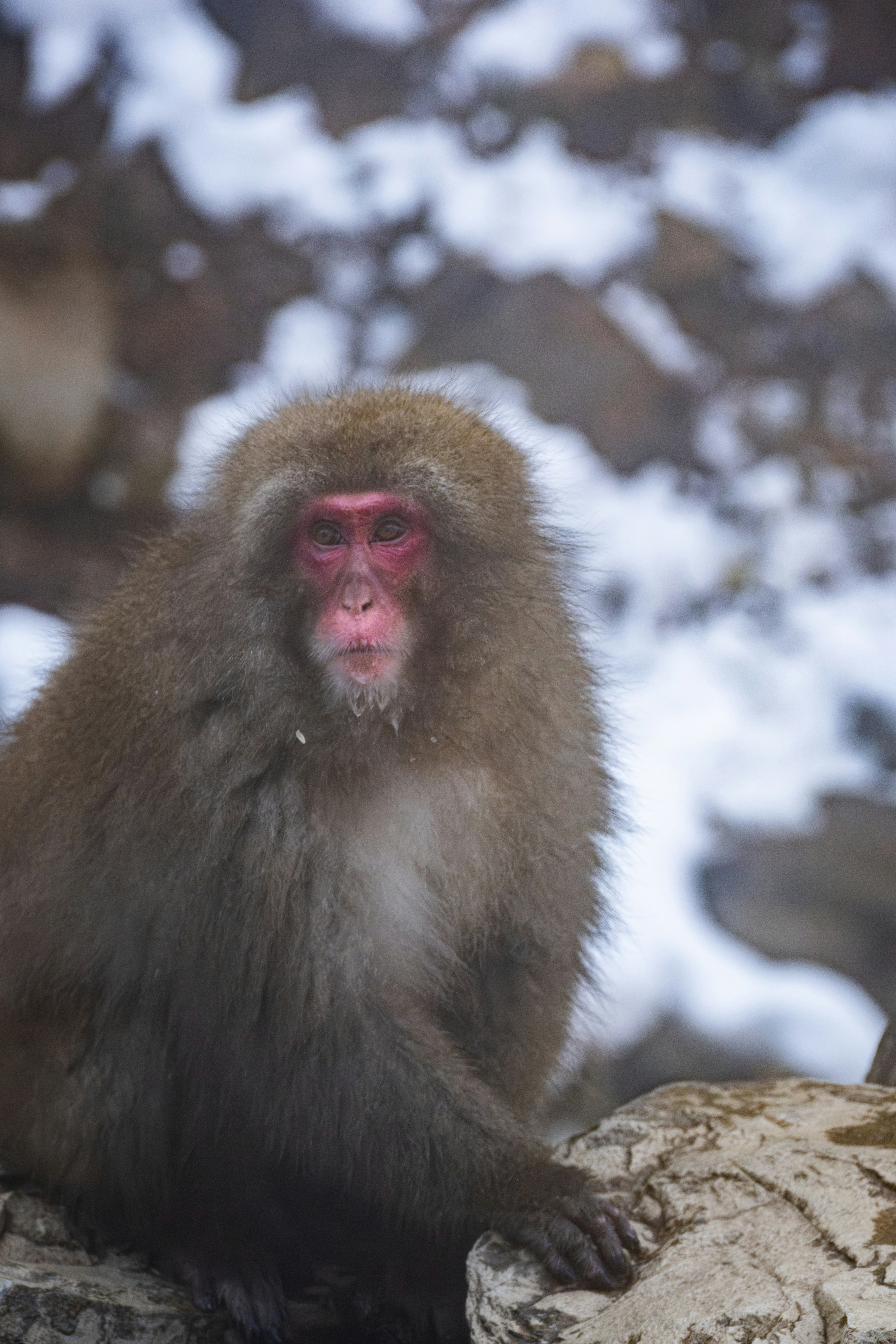 Snowbound Snow Monkey: Red-Faced Vigil in a Mountain Morning