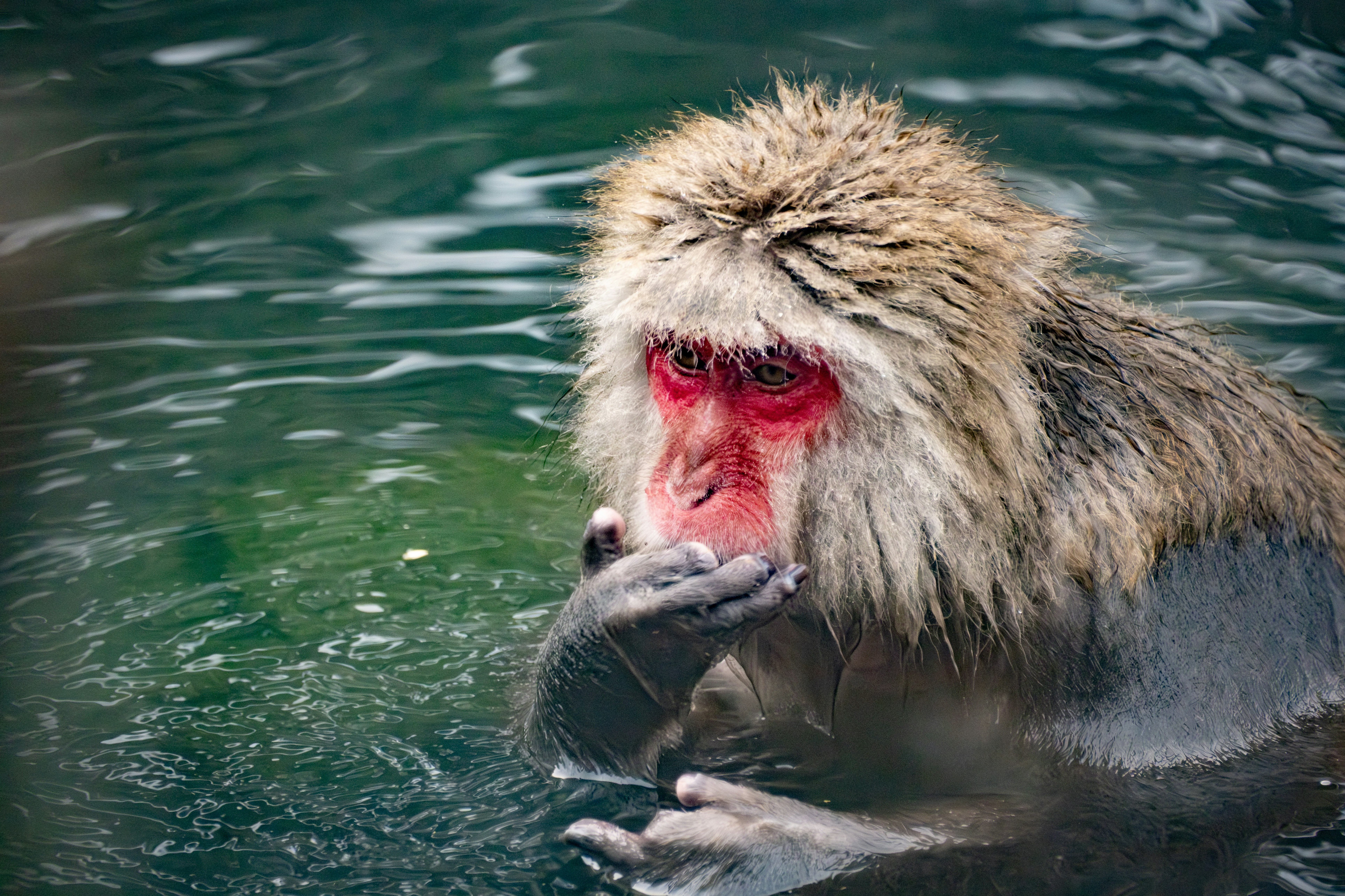 Red-Faced Primate in Quiet Bath