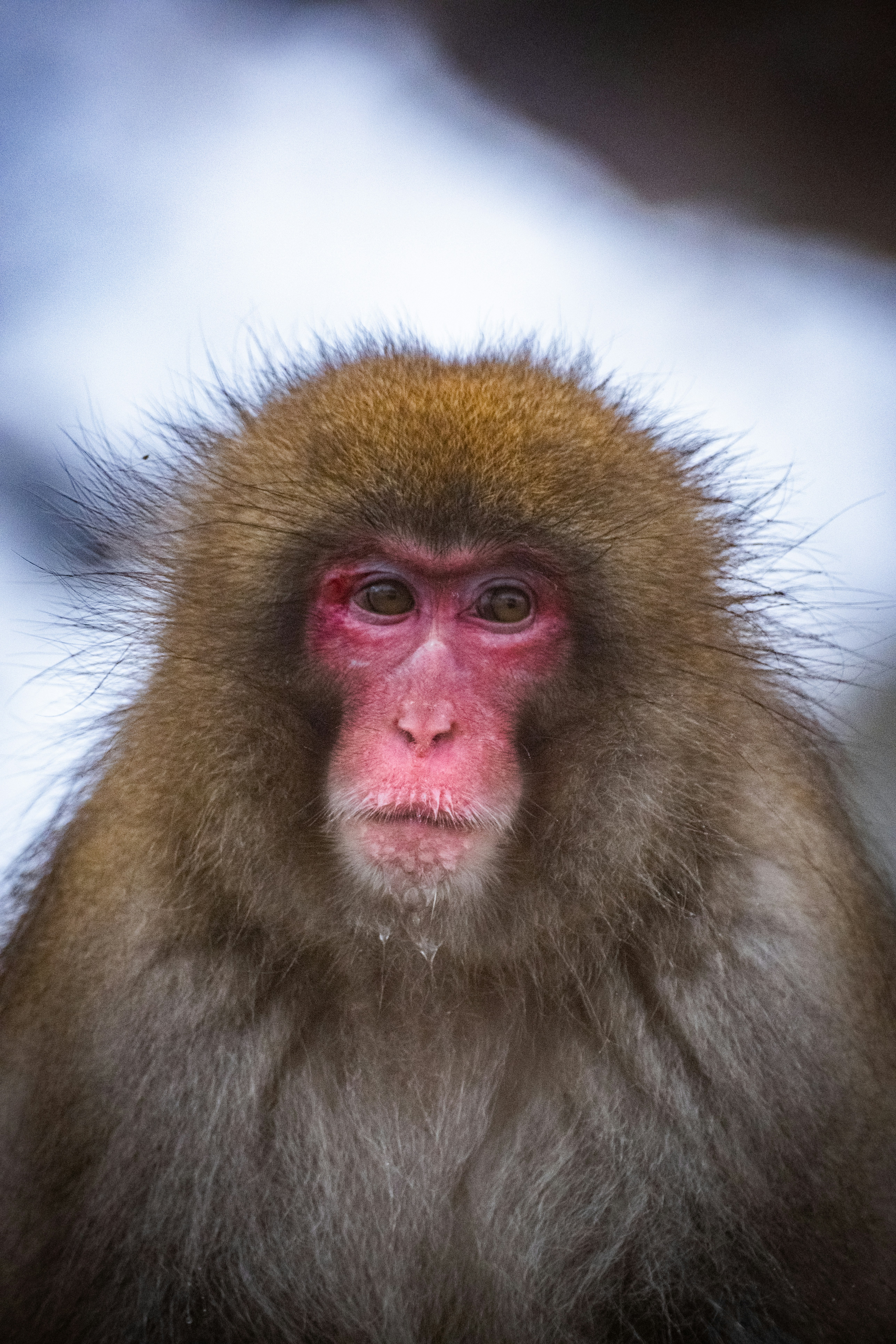 Red-faced Primordial Gaze: A Japanese Macaque up-close