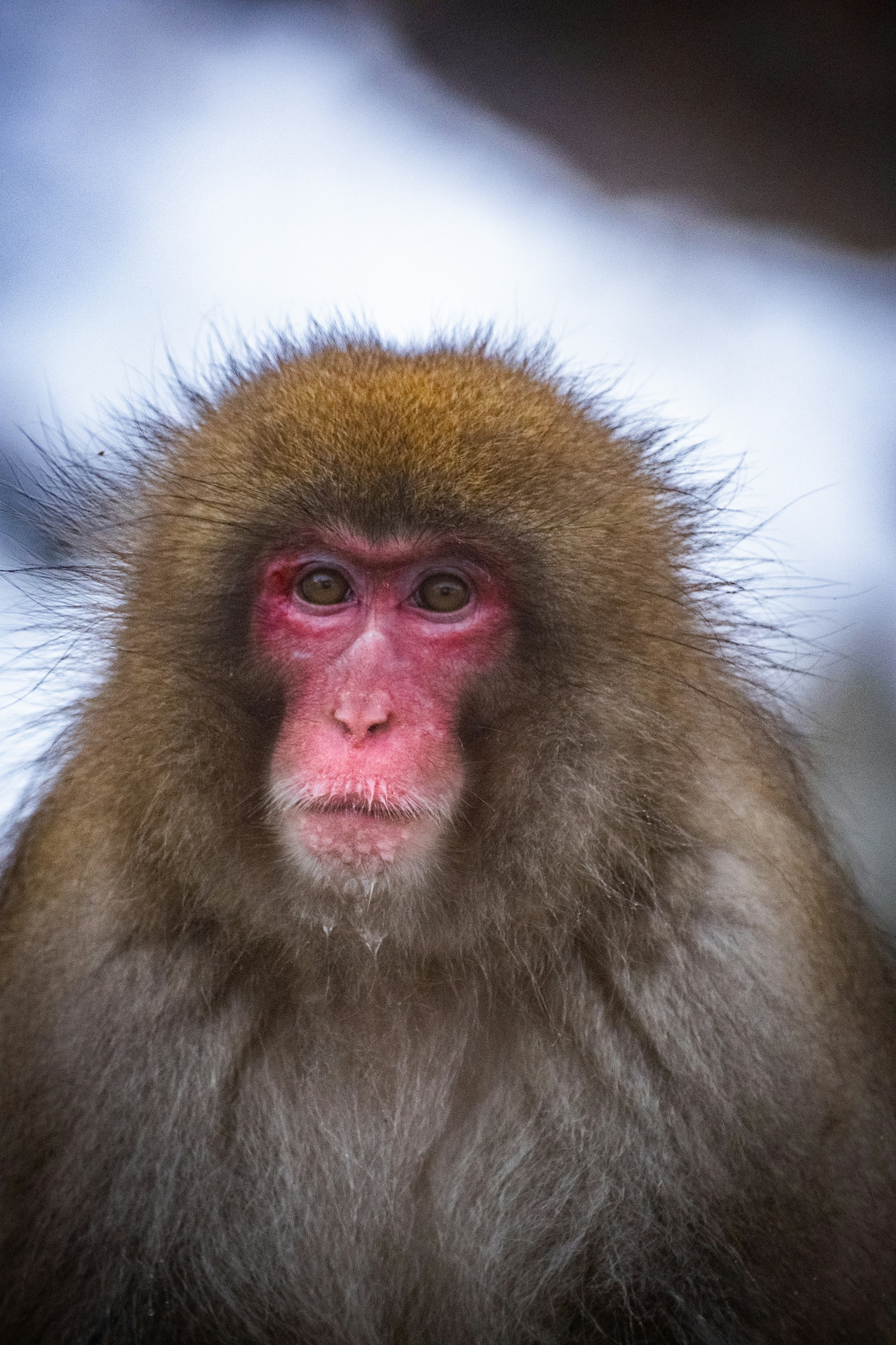 Red-Faced Chi Monkeys: A Close-Up of a Snow Monkey's Gaze