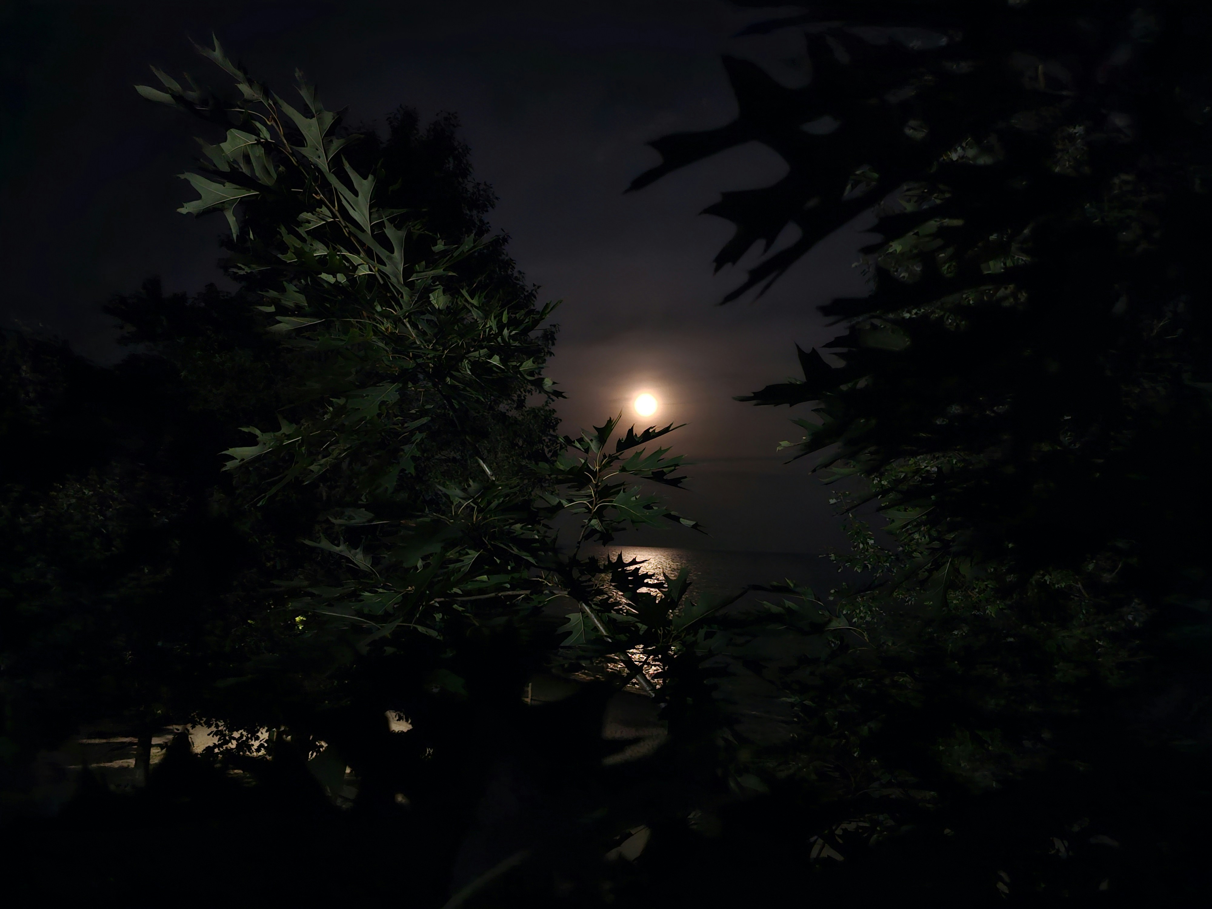 Full moon reflecting on water through dark tree branches.