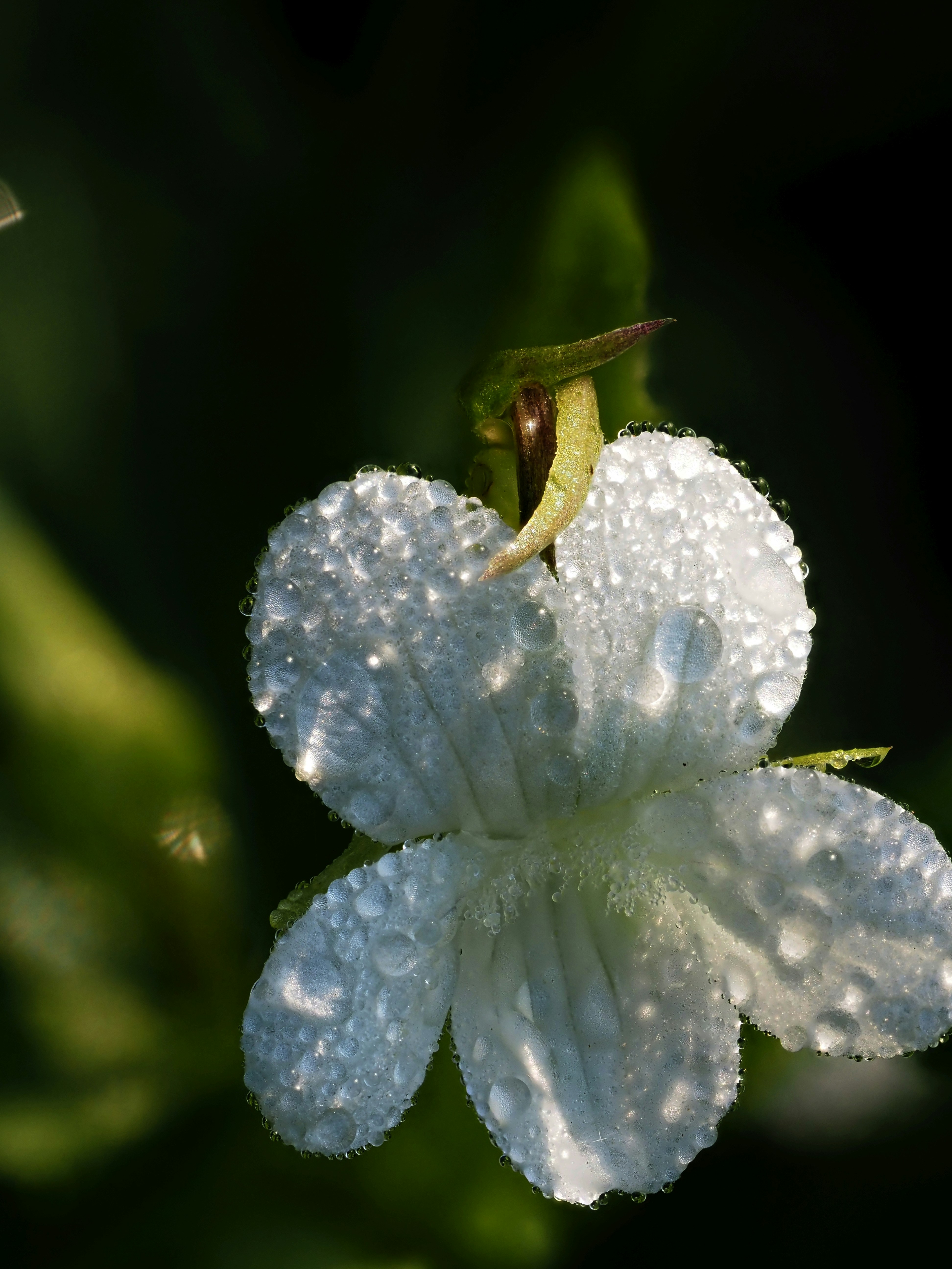 Dew-Kissed White Bloom: A Close-Up of Morning Light