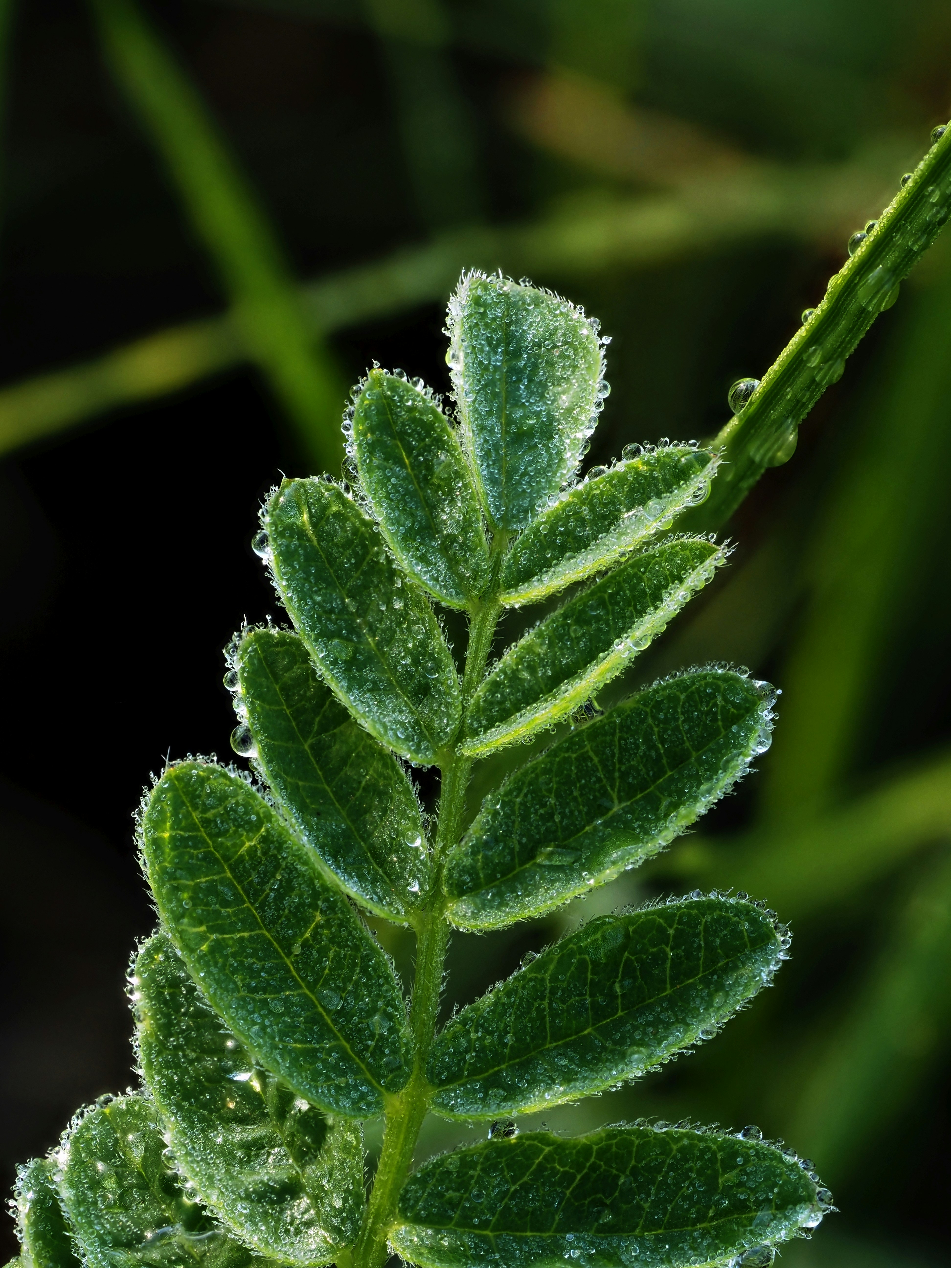 Dew-Possessed Fern: Frosted Fronds in Morning Light