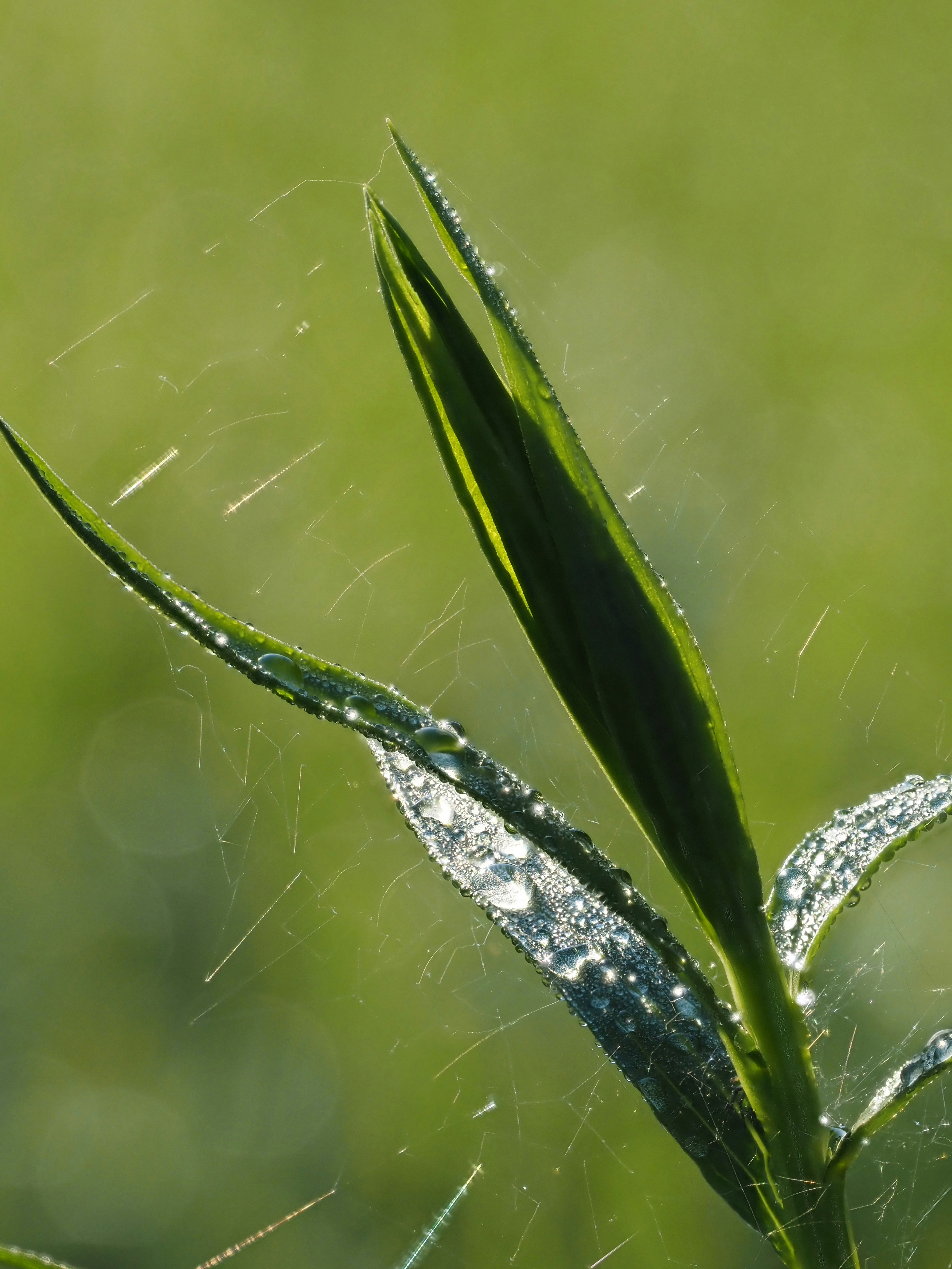 Dew-kissed Blade in Morning Web