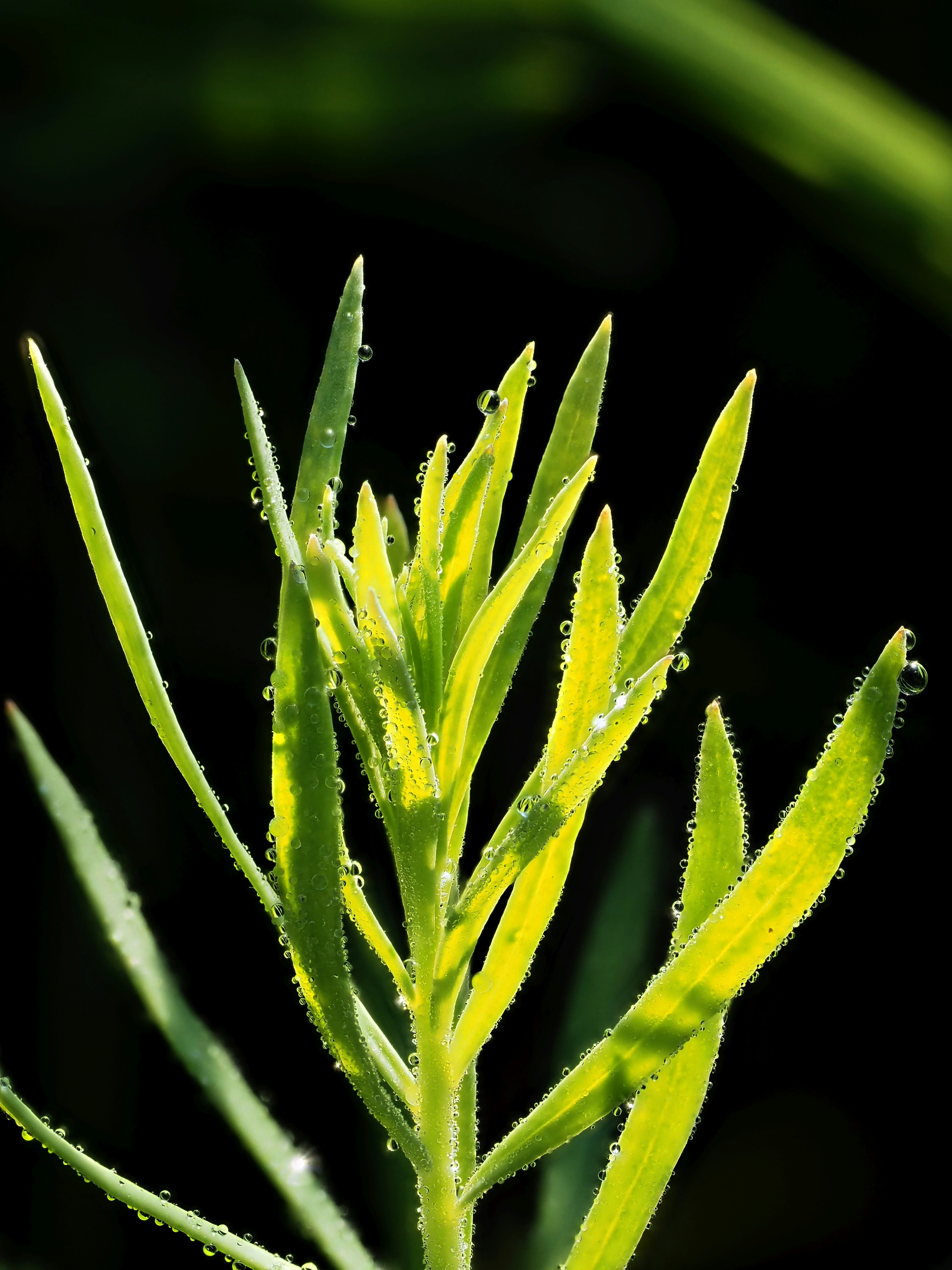 Dew-kissed Sprout: A Sunlit Morning Stalk