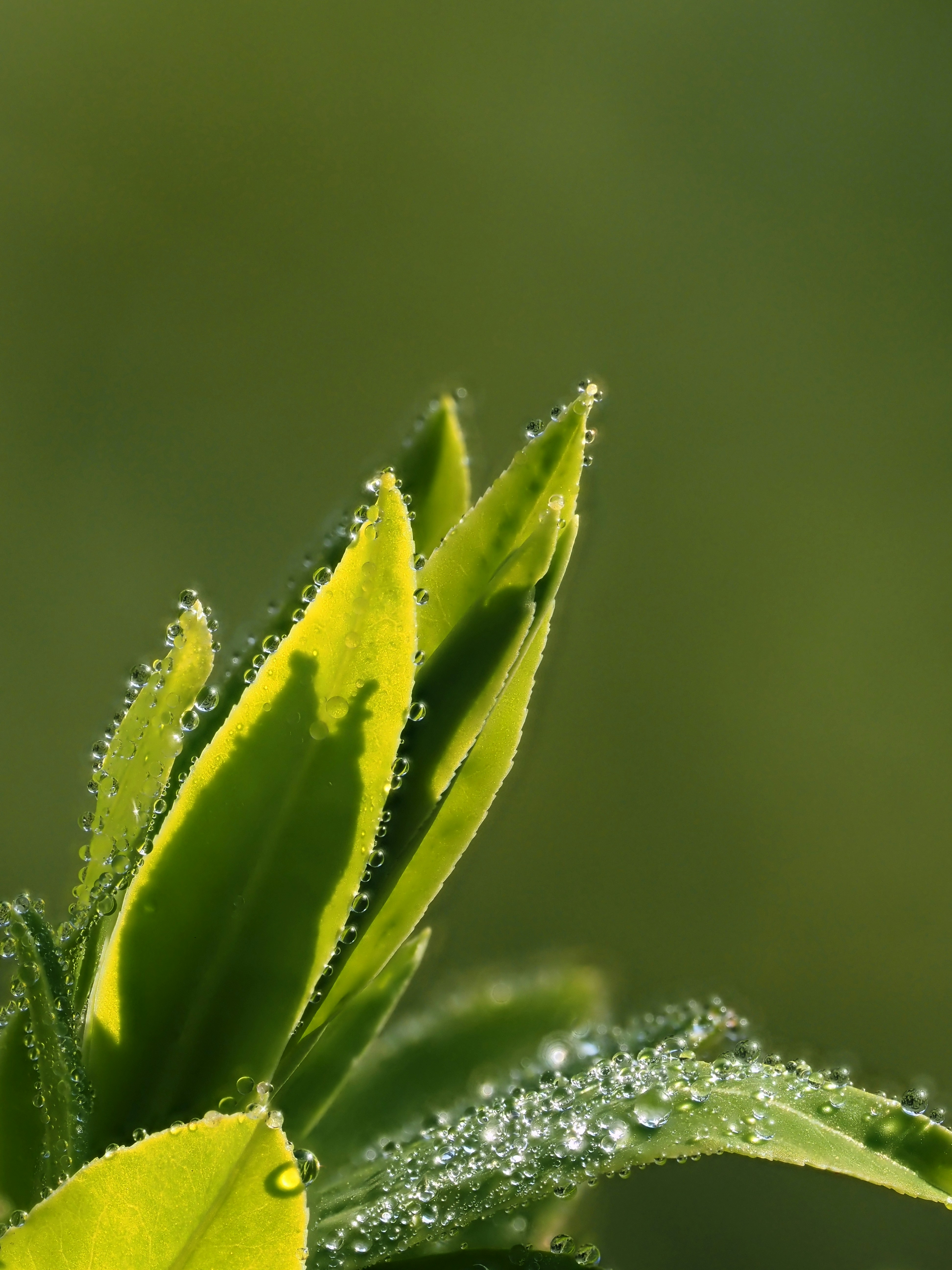 Dew-kissed Green Sprouts in Delicate Morning Light