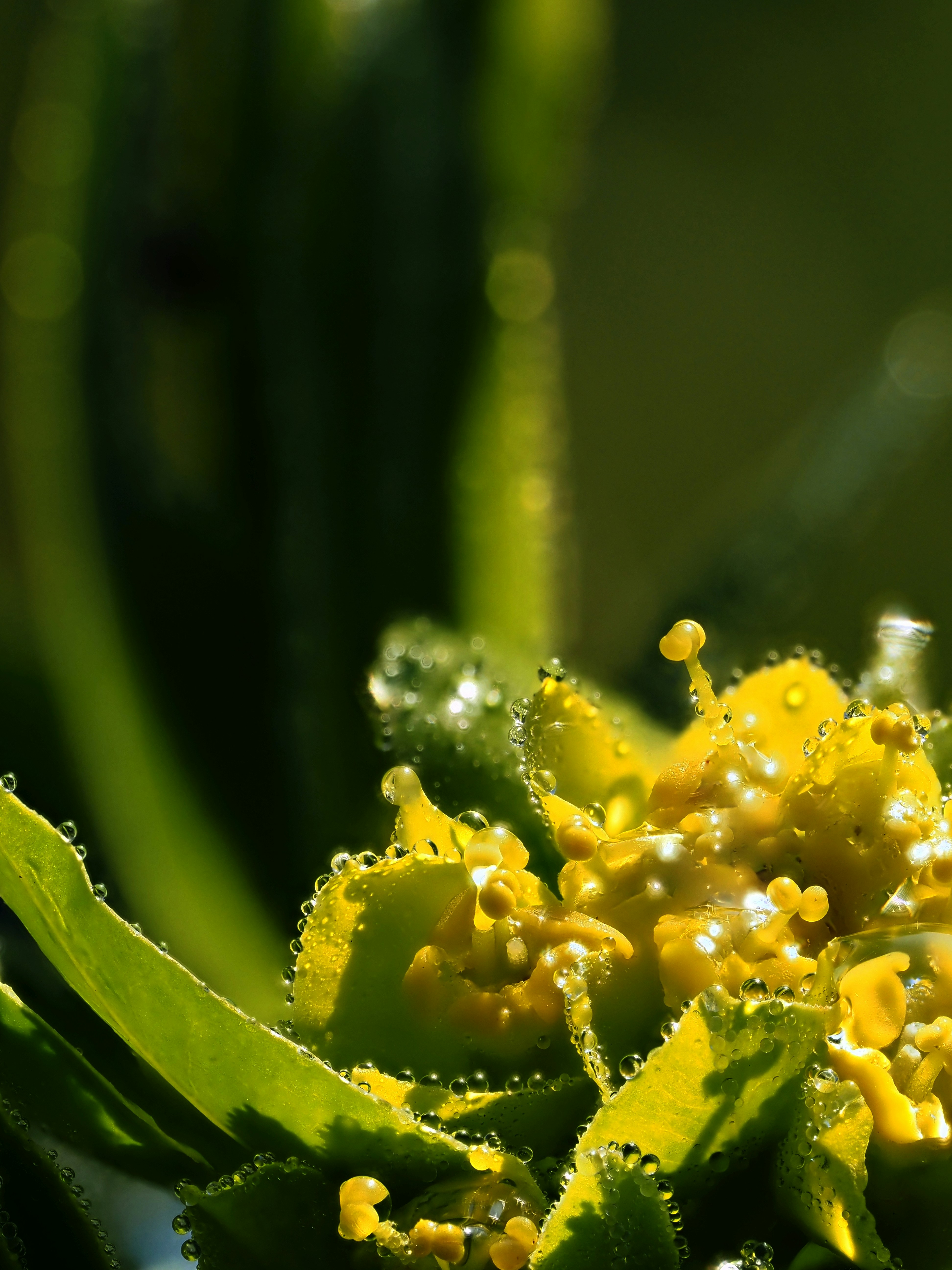 morning dew on a plant