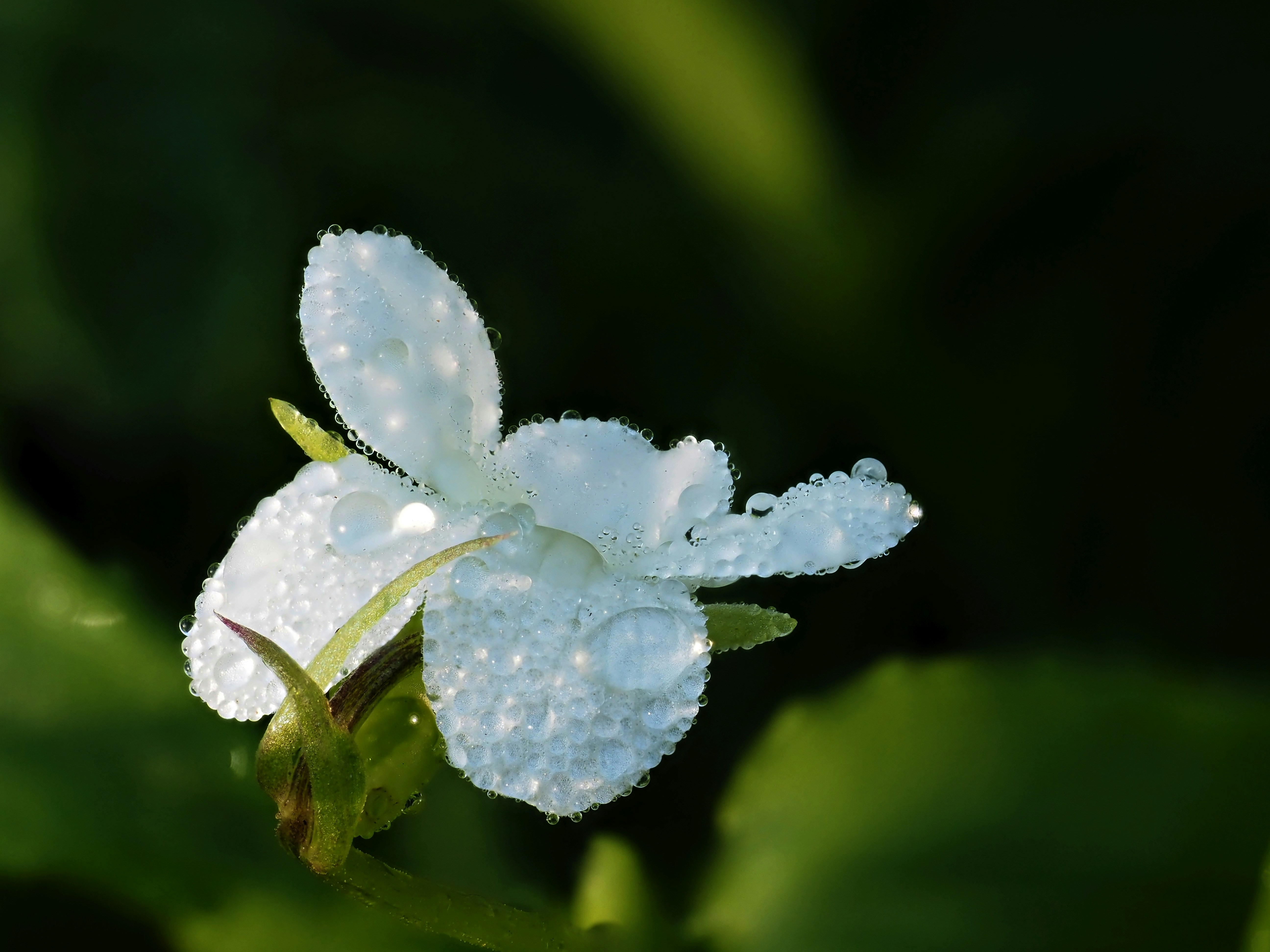 Diamond Dew: Morning Bloom in Focus