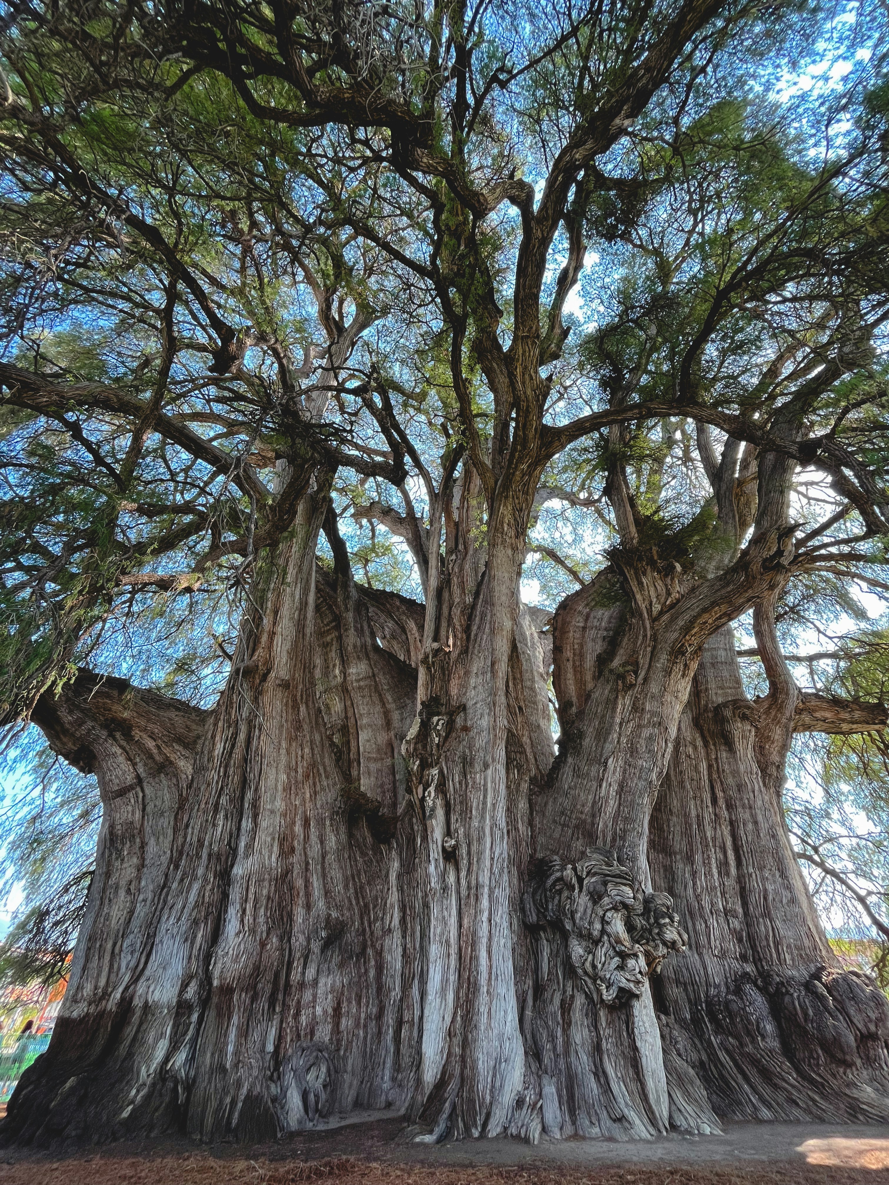A huge, ancient tree with a very thick, textured trunk.