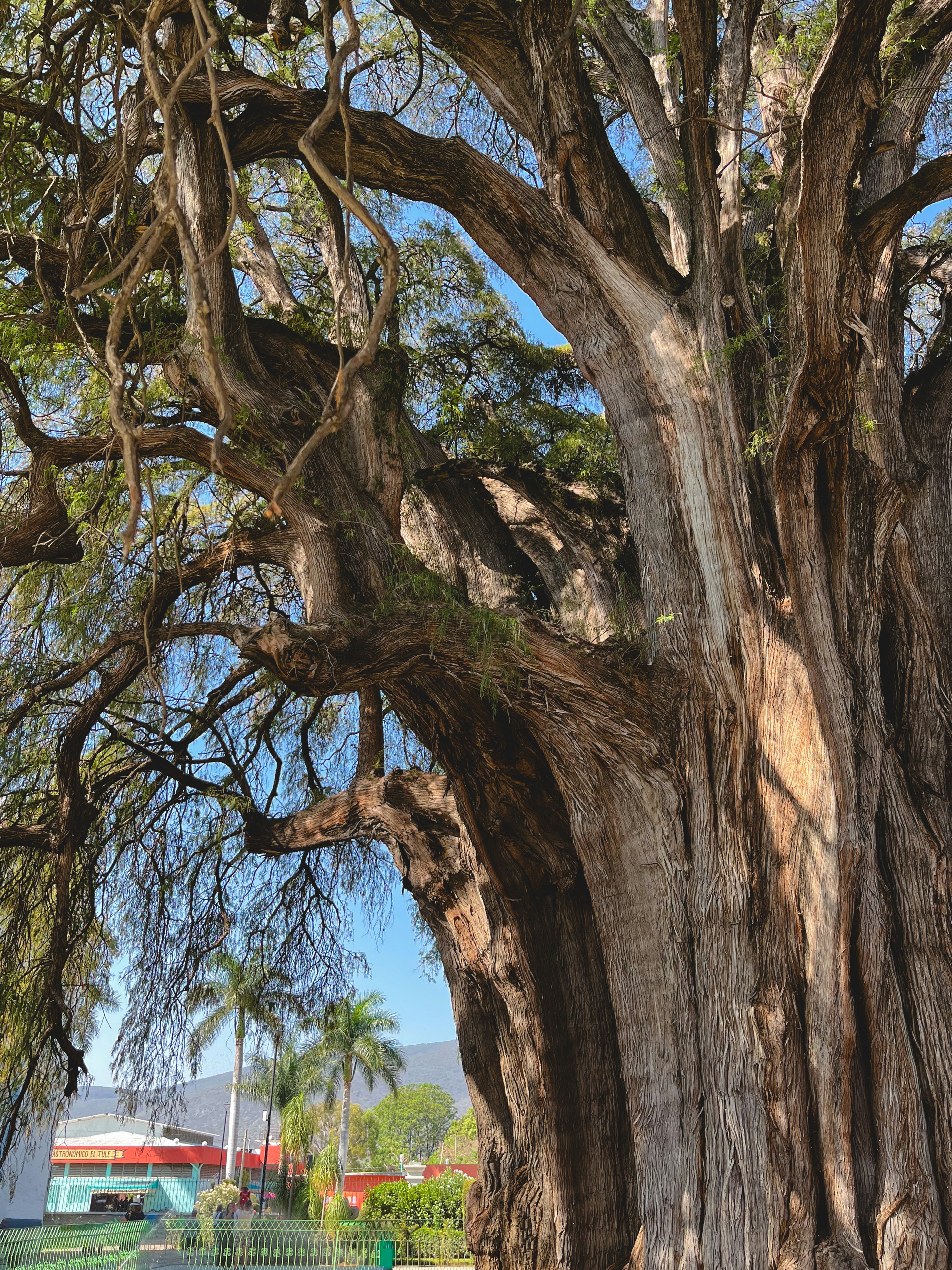 Ancient limbs reaching toward a bright morning sky