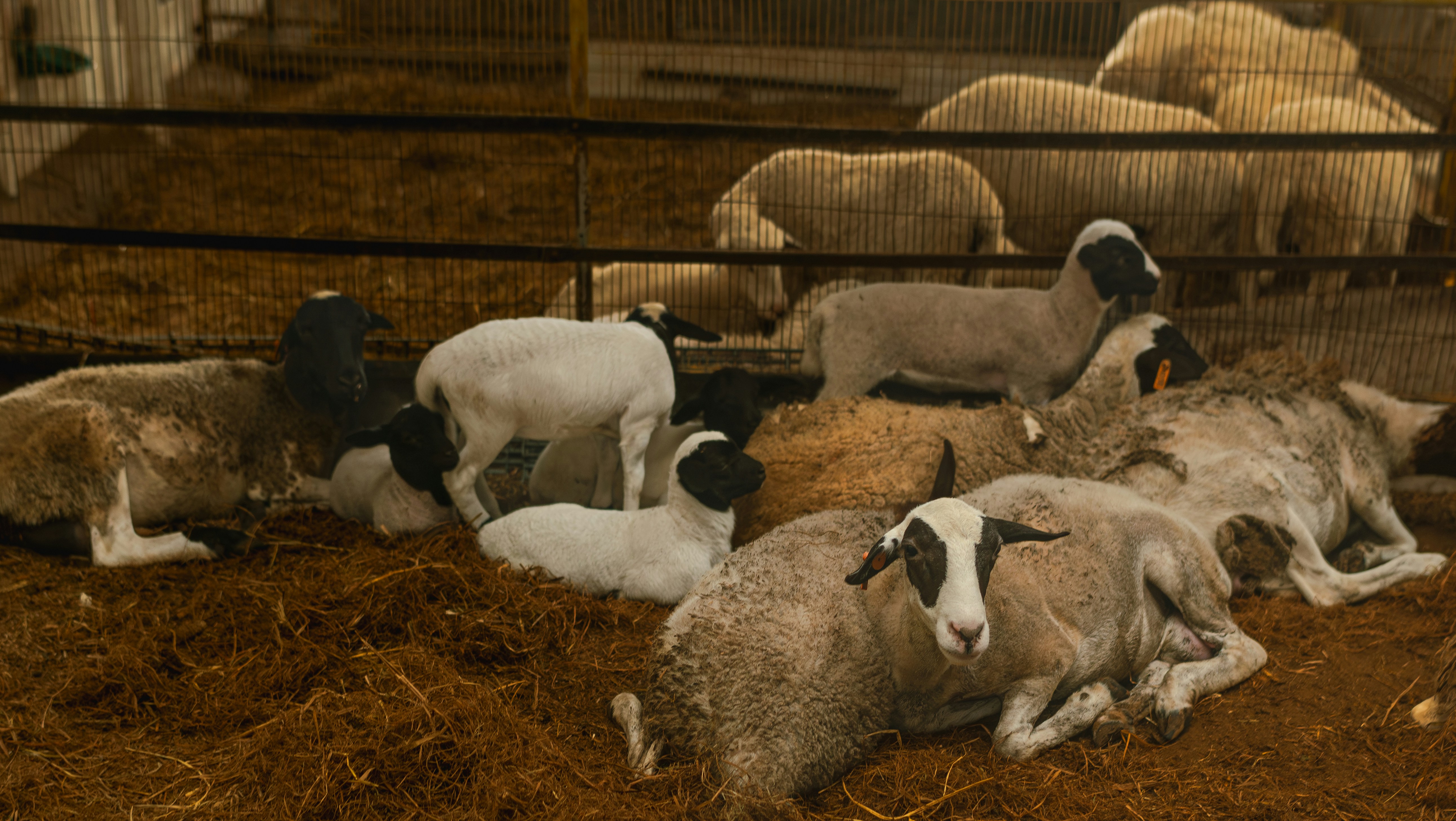 Quiet Dormitory: Sleeping Flock Under Barn Lighting