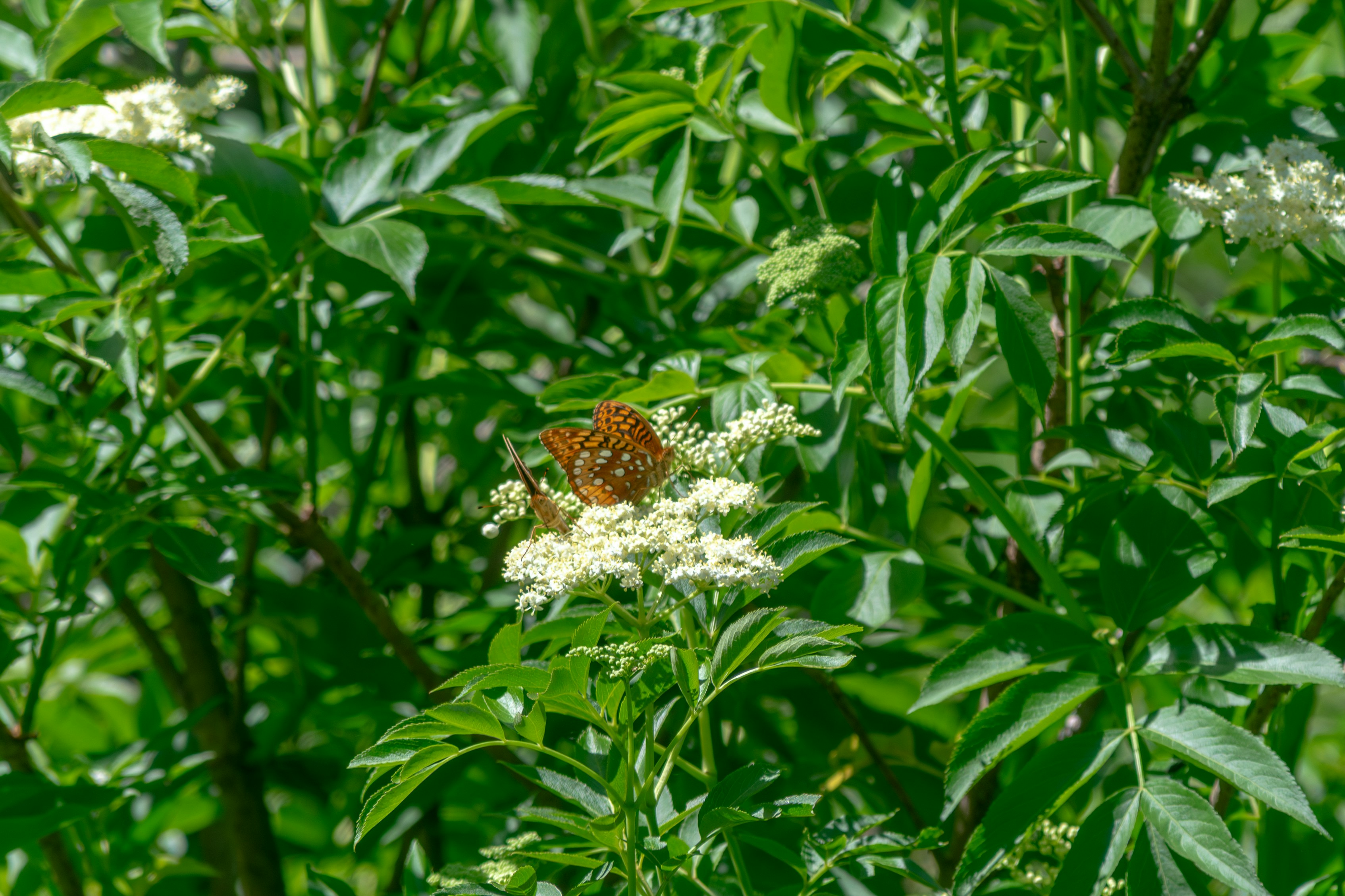 Orange-spotted butterfly on white blooms amid lush green shrubbery