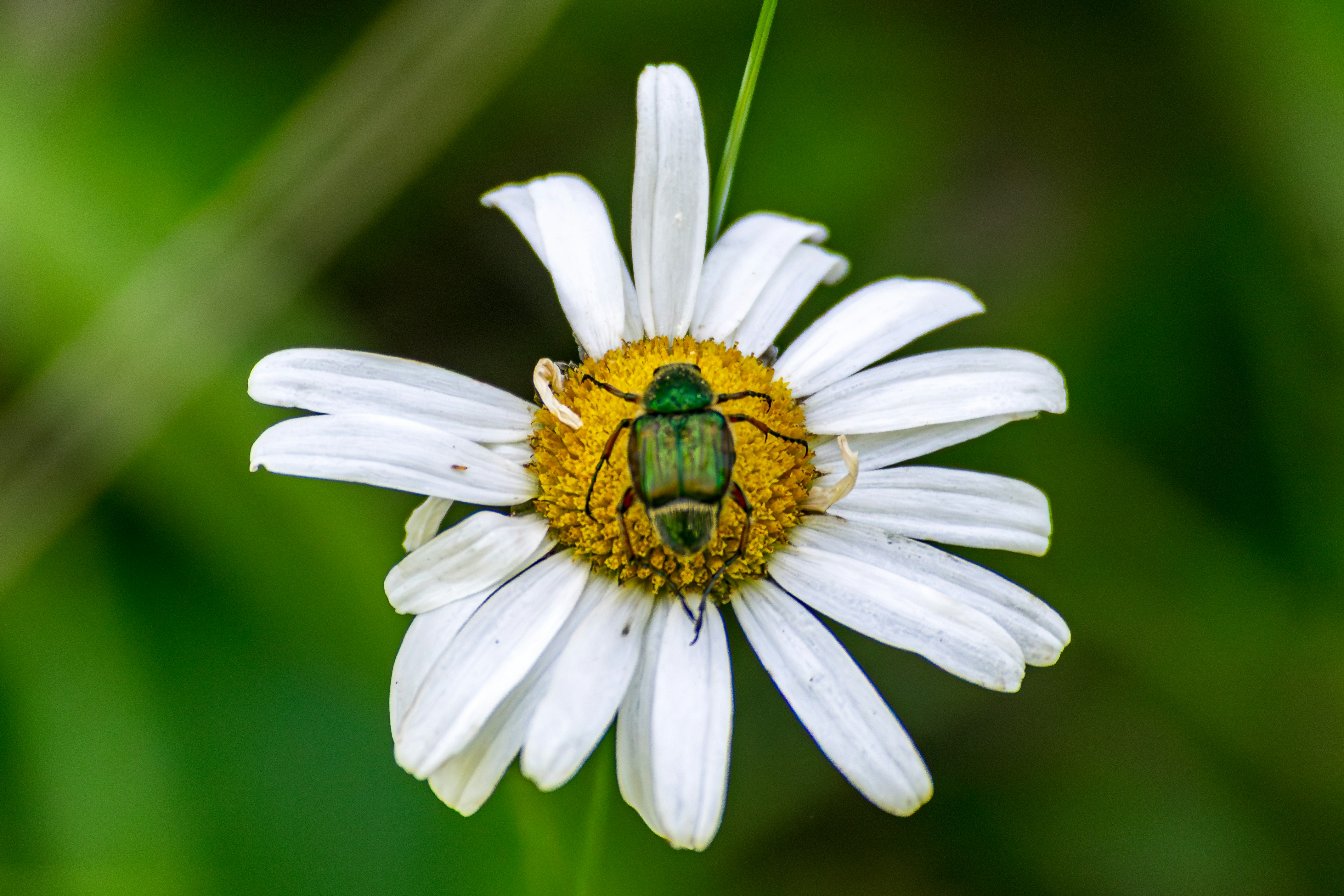 Emerald Beetle on a White Daisy: a micro-glow of color