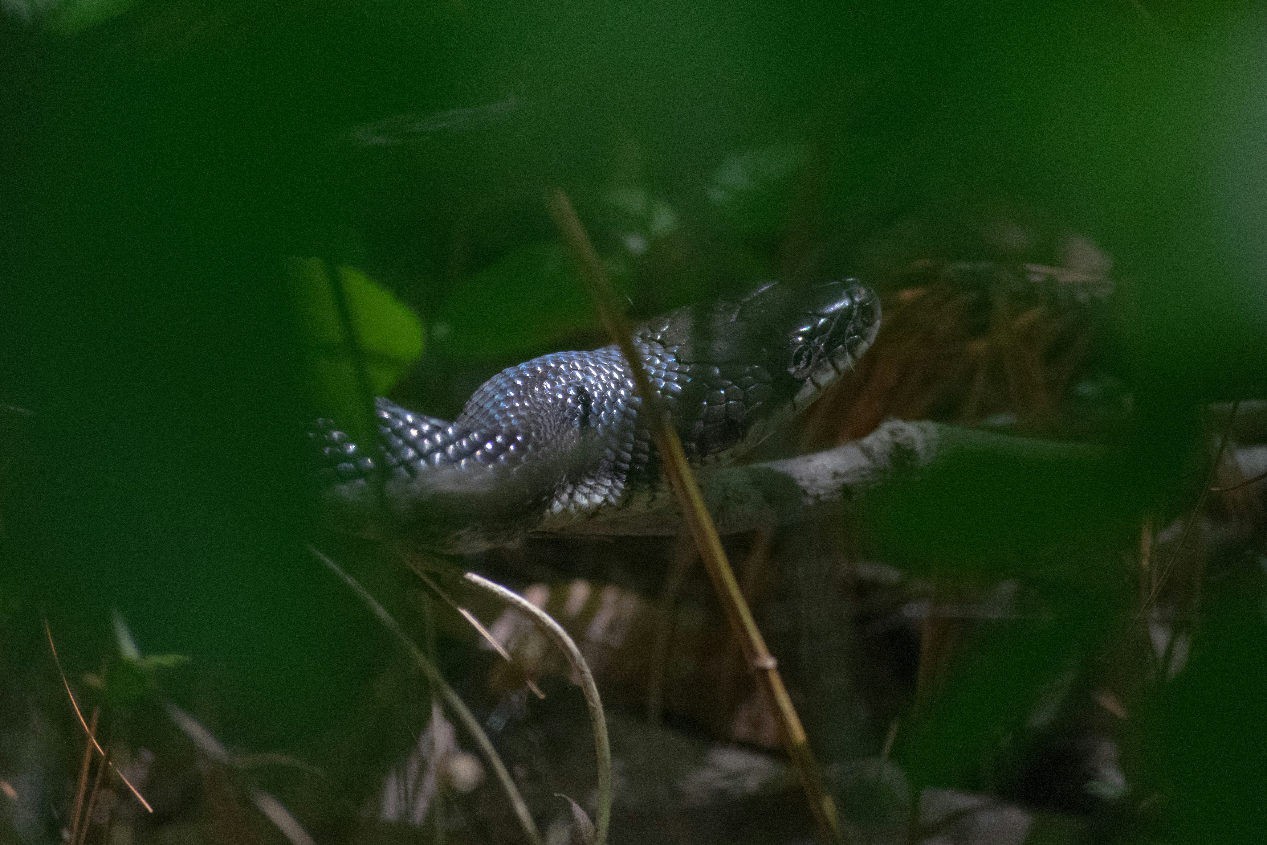 Hidden Salamander in the Leafy Understory