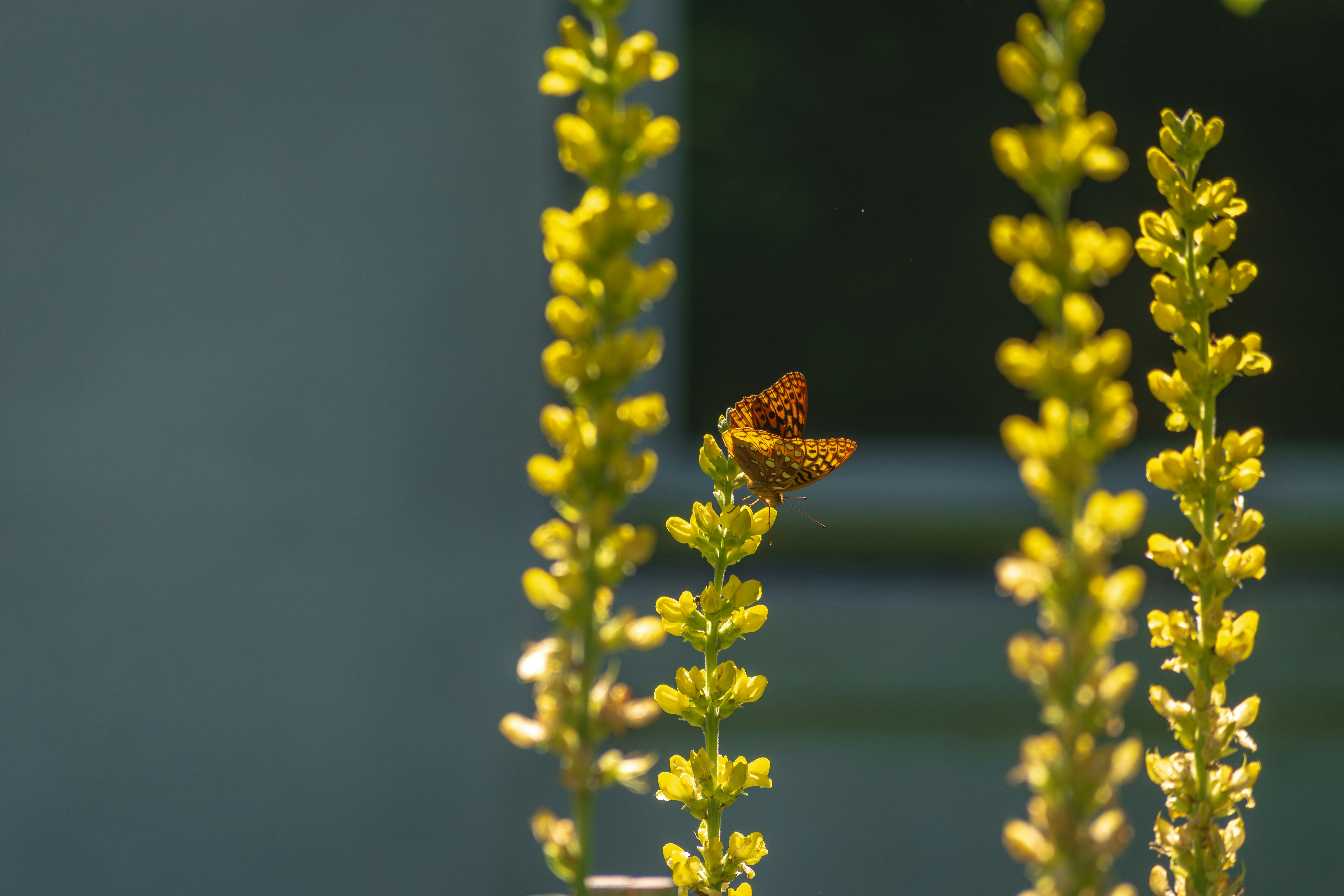 Butterfly on Golden Spires: A Quiet Moment in Spring