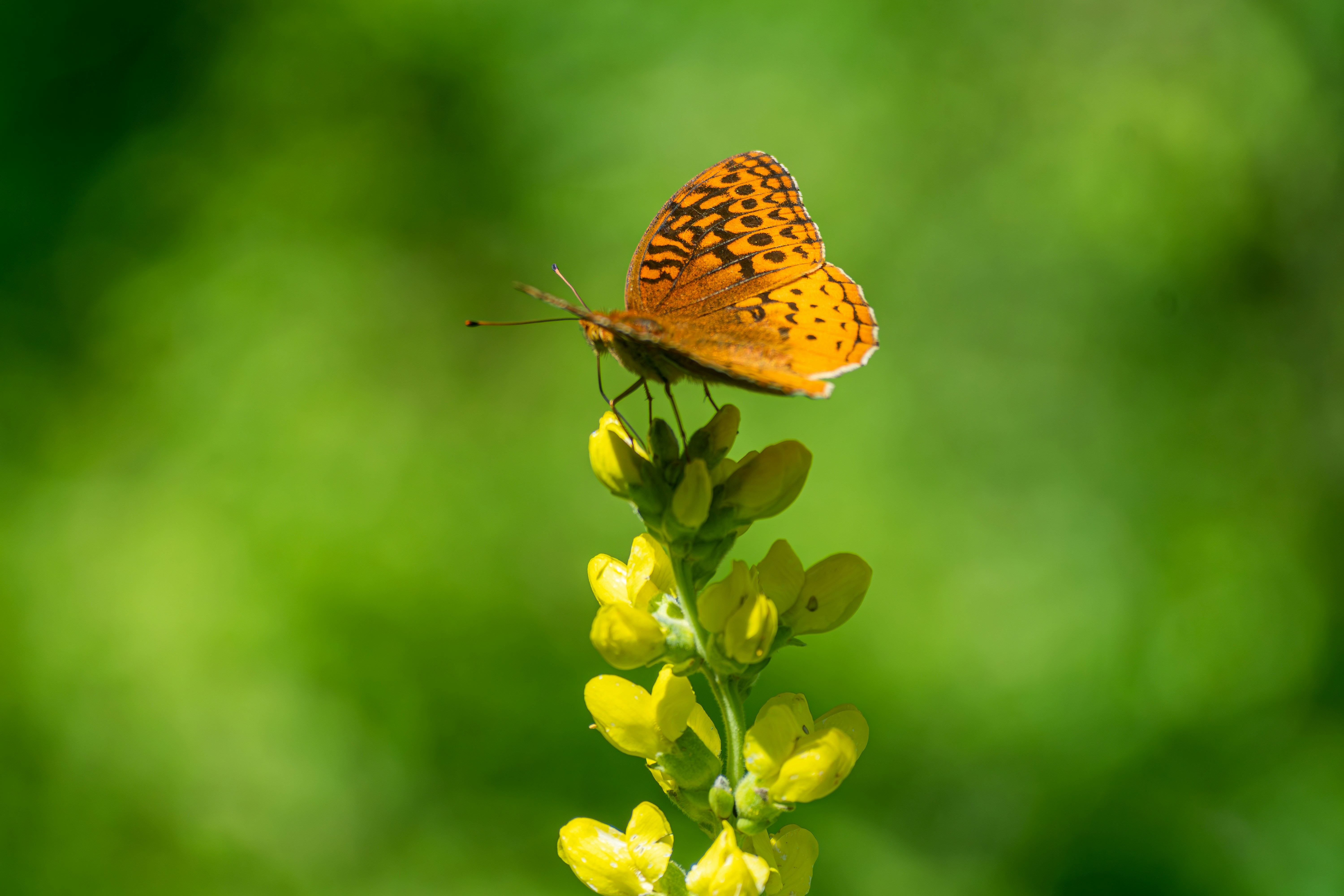 Orange-spotted butterfly perched on a yellow bloom against a soft green backdrop