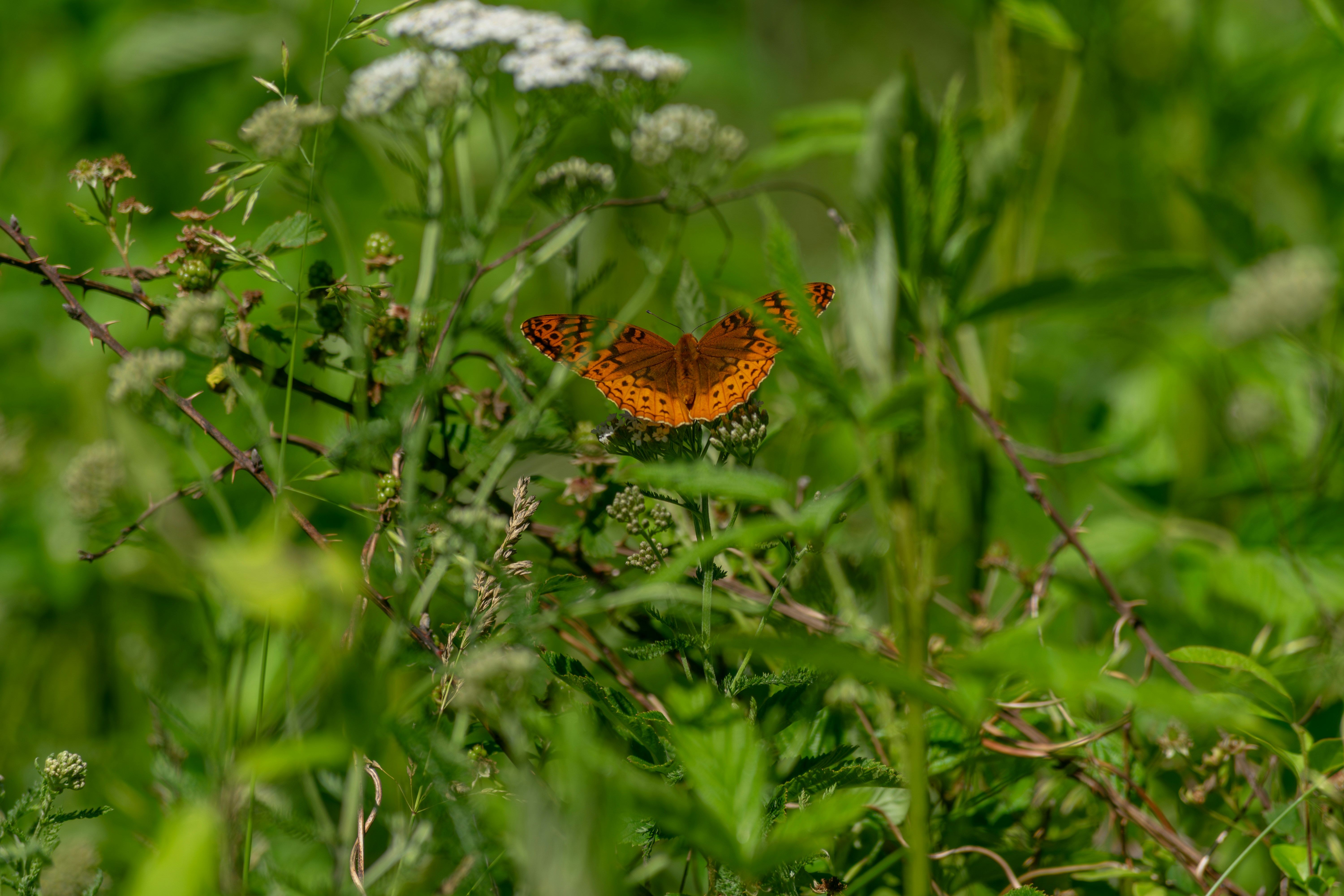 Vivid Orange Monarch Quiet in a Sea of Green