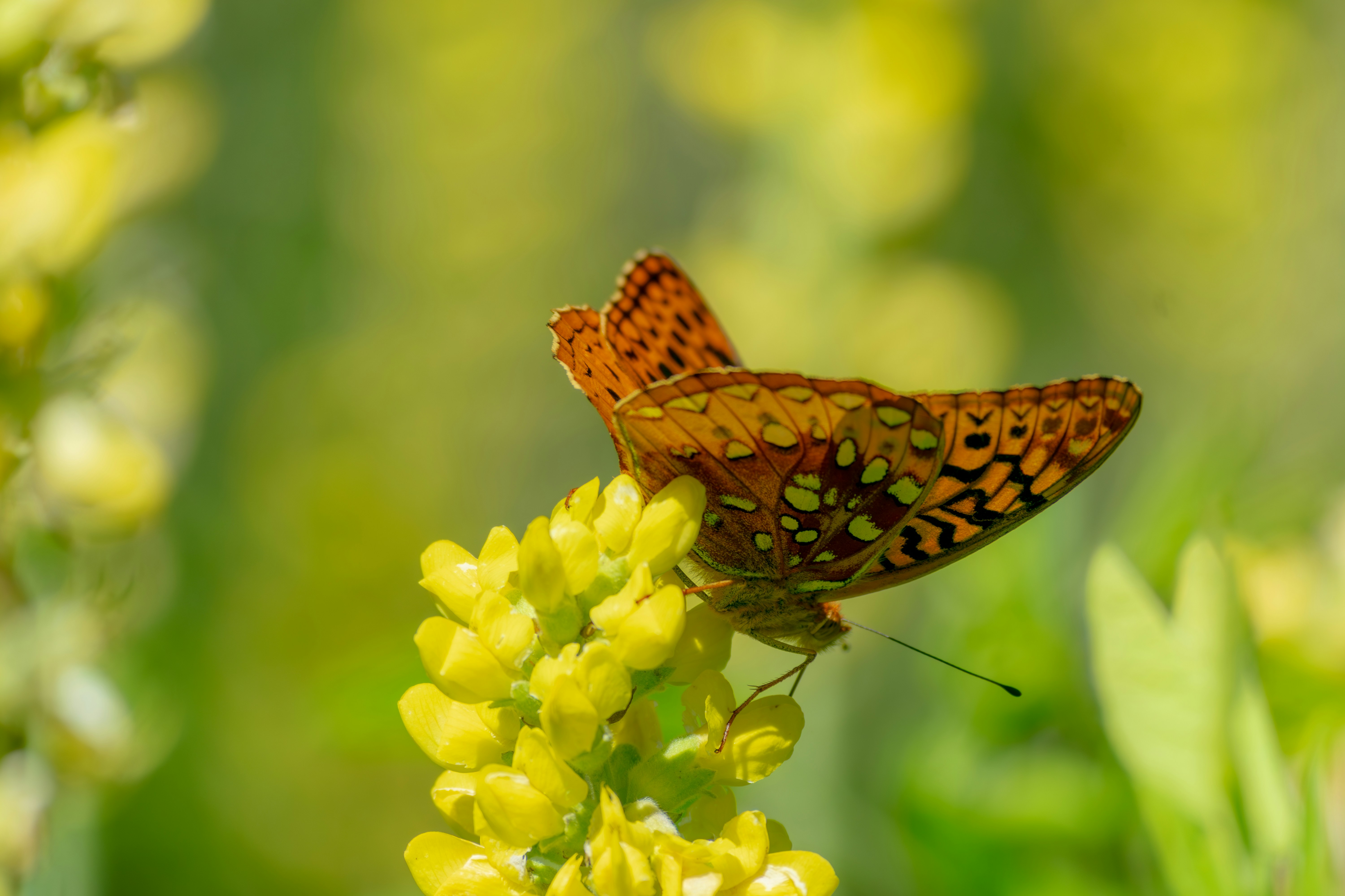 Butterfly on Yellow Bloom: A Sunlit Moment in a Meadow