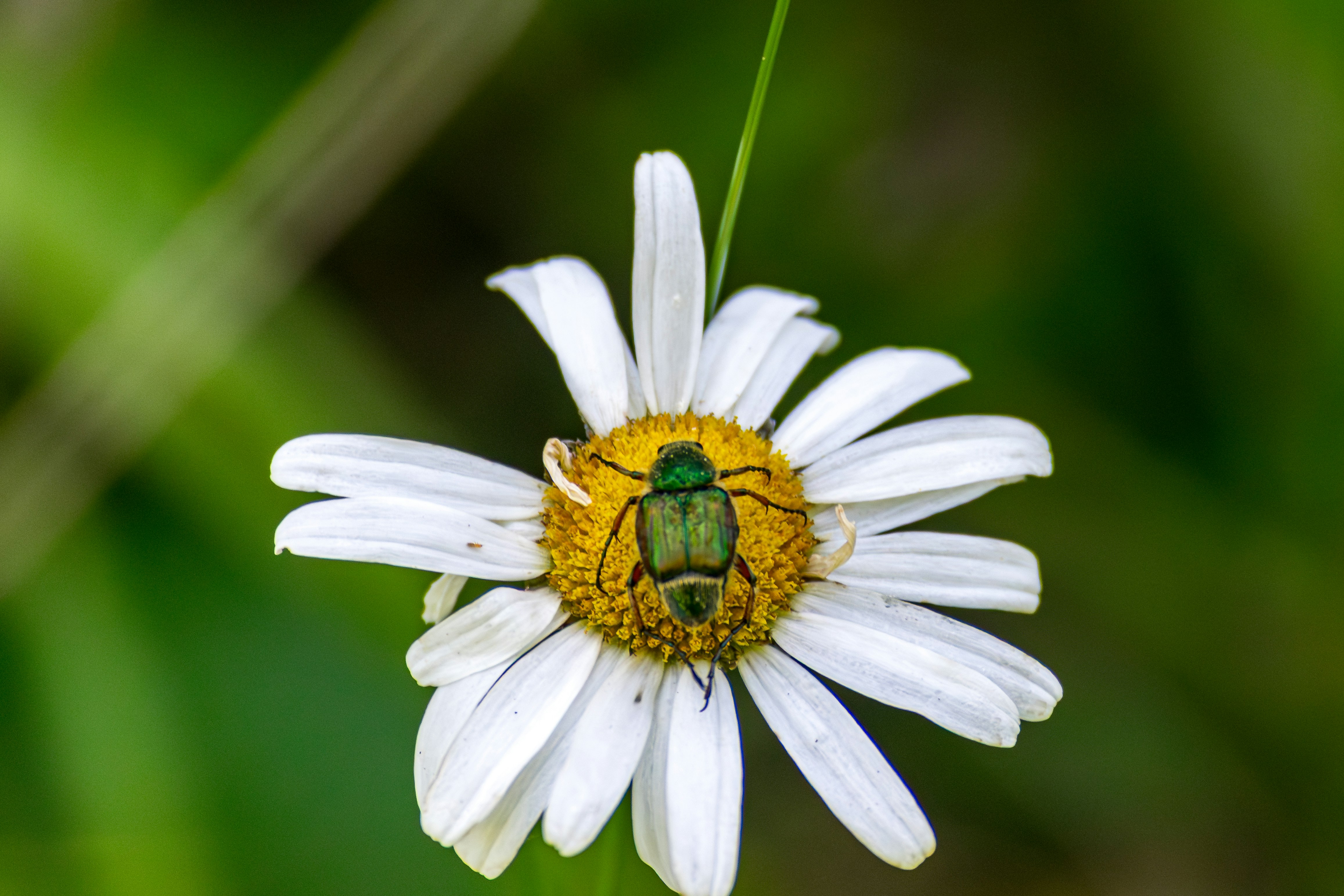 Emerald Beetle on Daisies: A Macro Moment