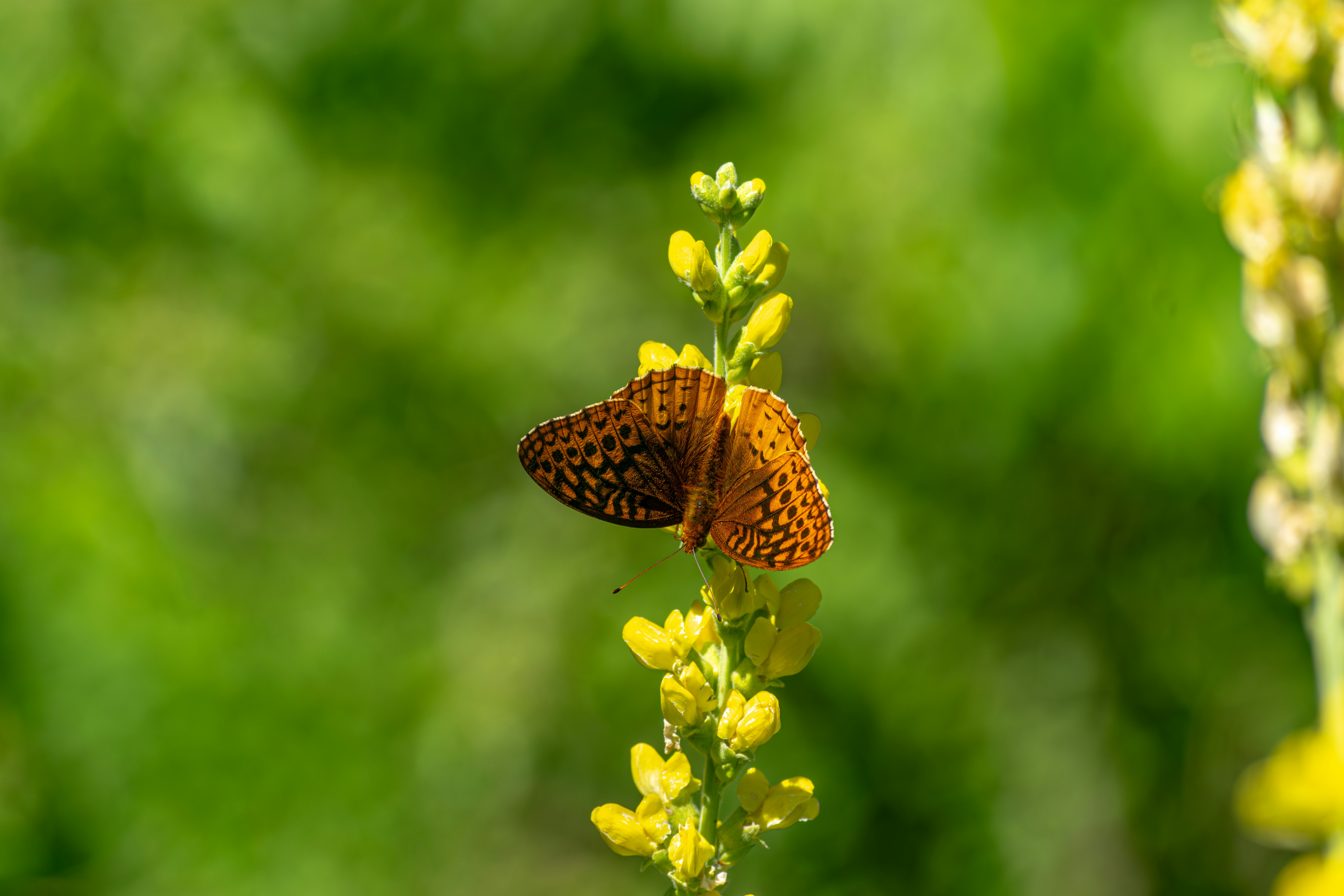 Orange butterfly perched on a sunny yellow bloom in a verdant field
