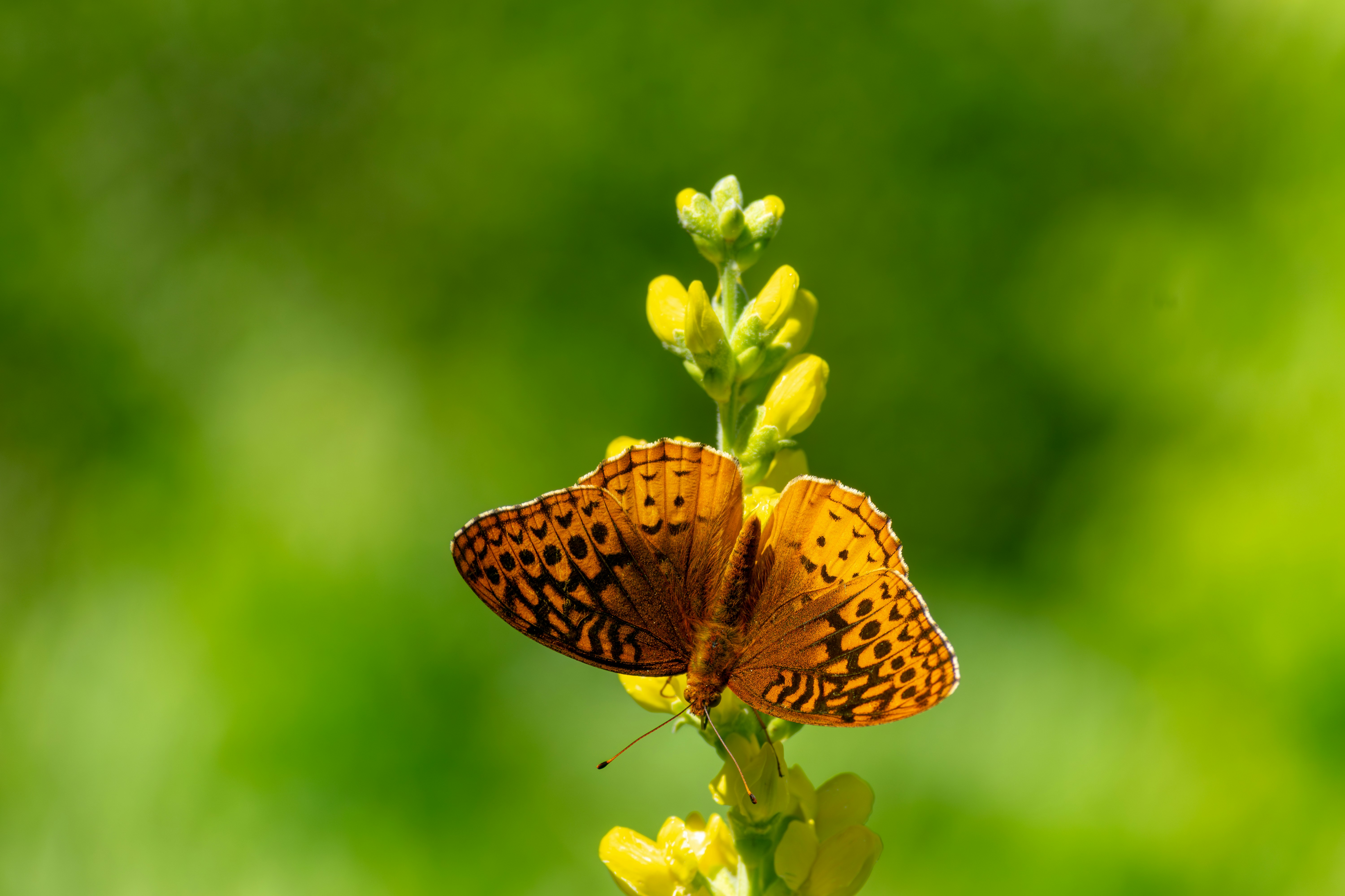 A spotted orange butterfly perches on a yellow flower.