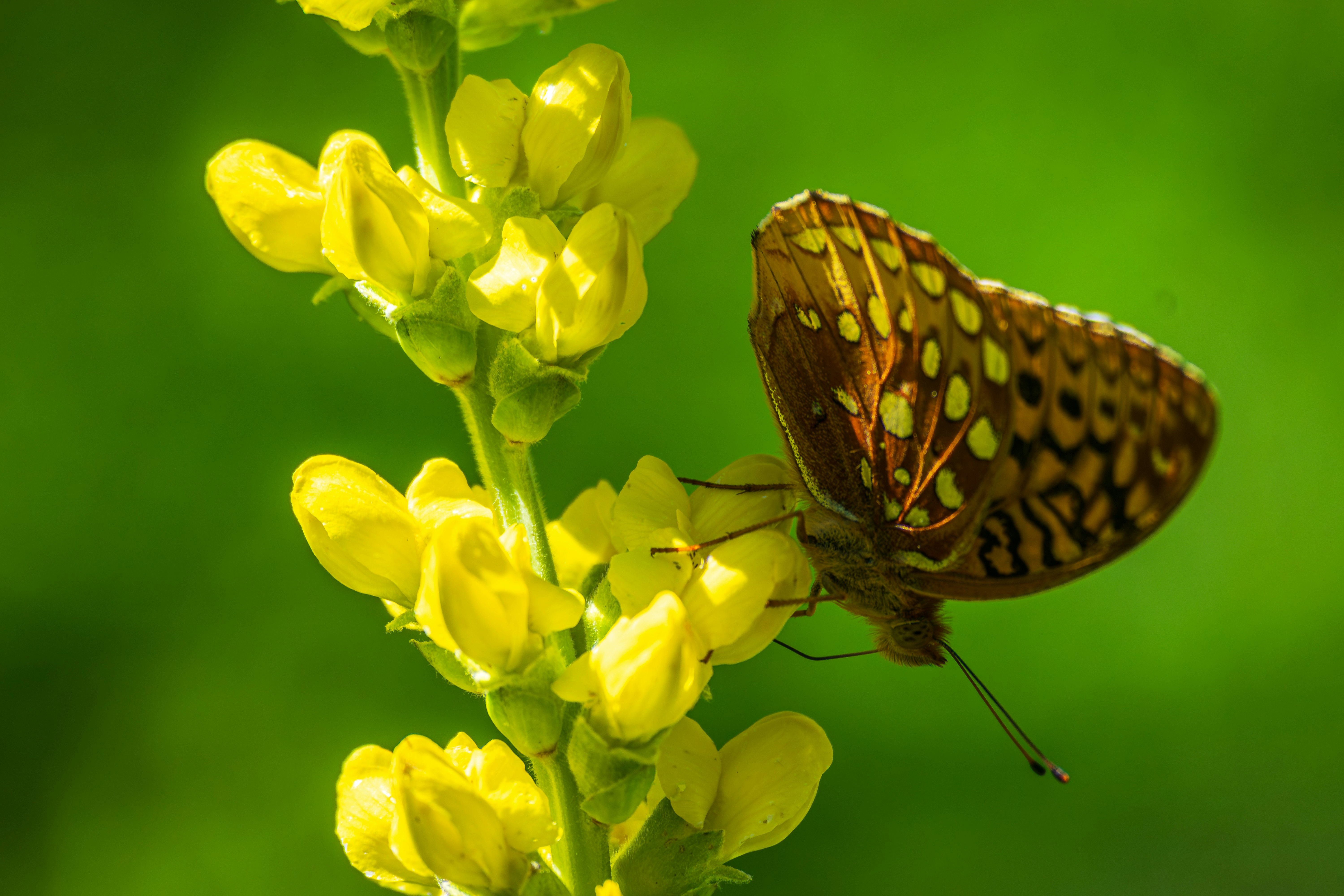 Butterfly on a Golden Spike: A Delicate Moment in Bright Green