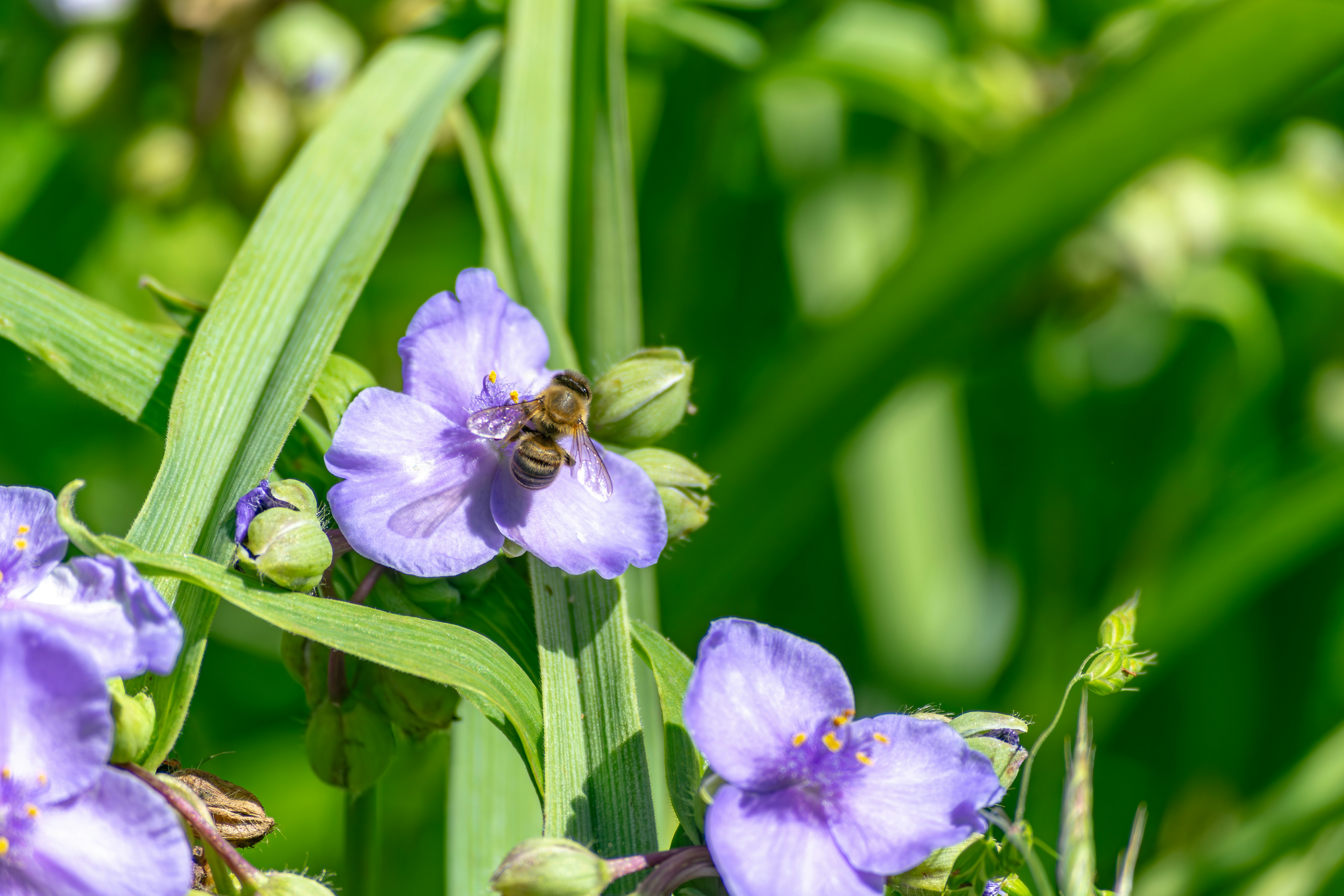 Bee on Lavender Bloom: a Sunlit Macro Moment