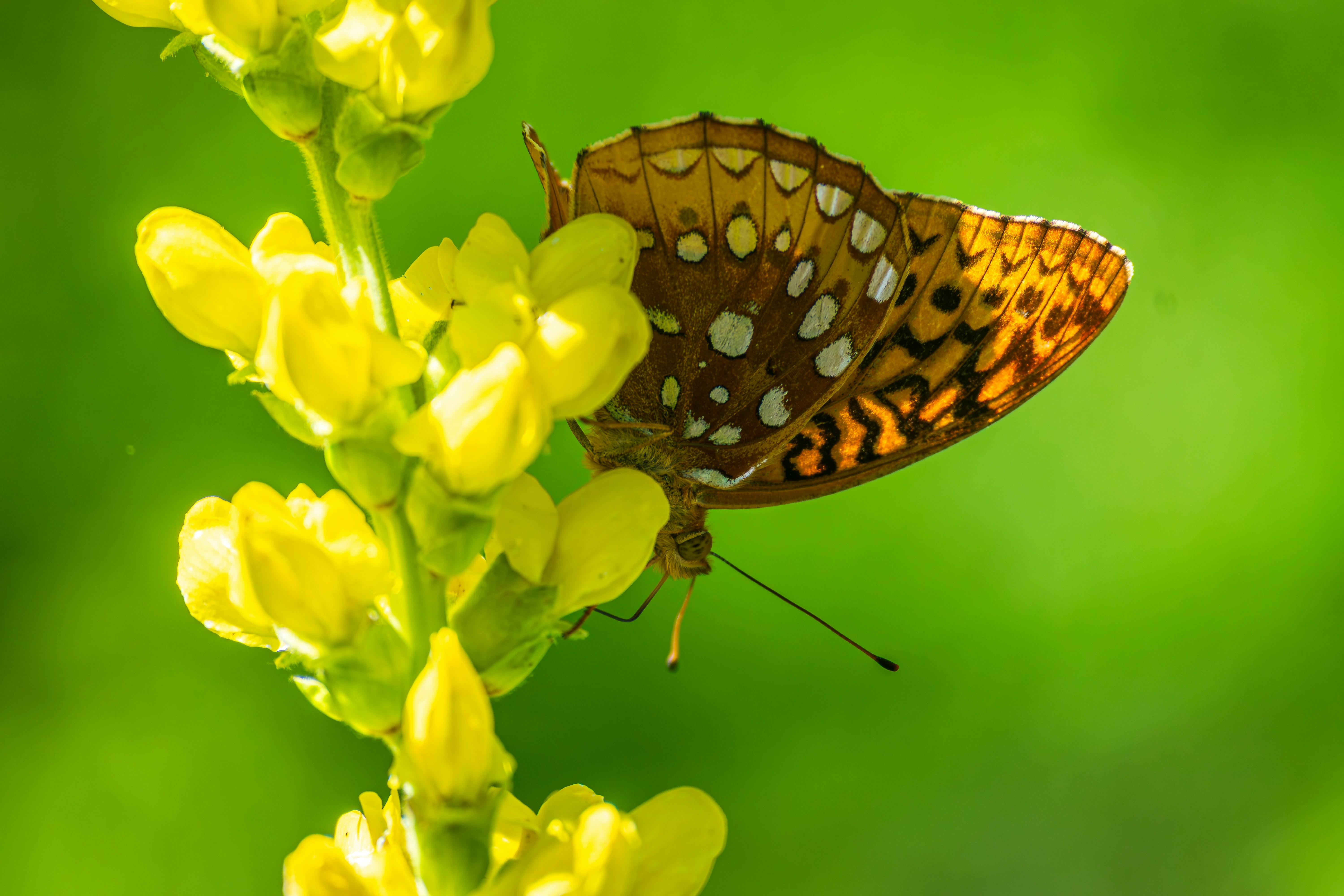 Butterfly on Yellow Spires: a Sunlit Moment