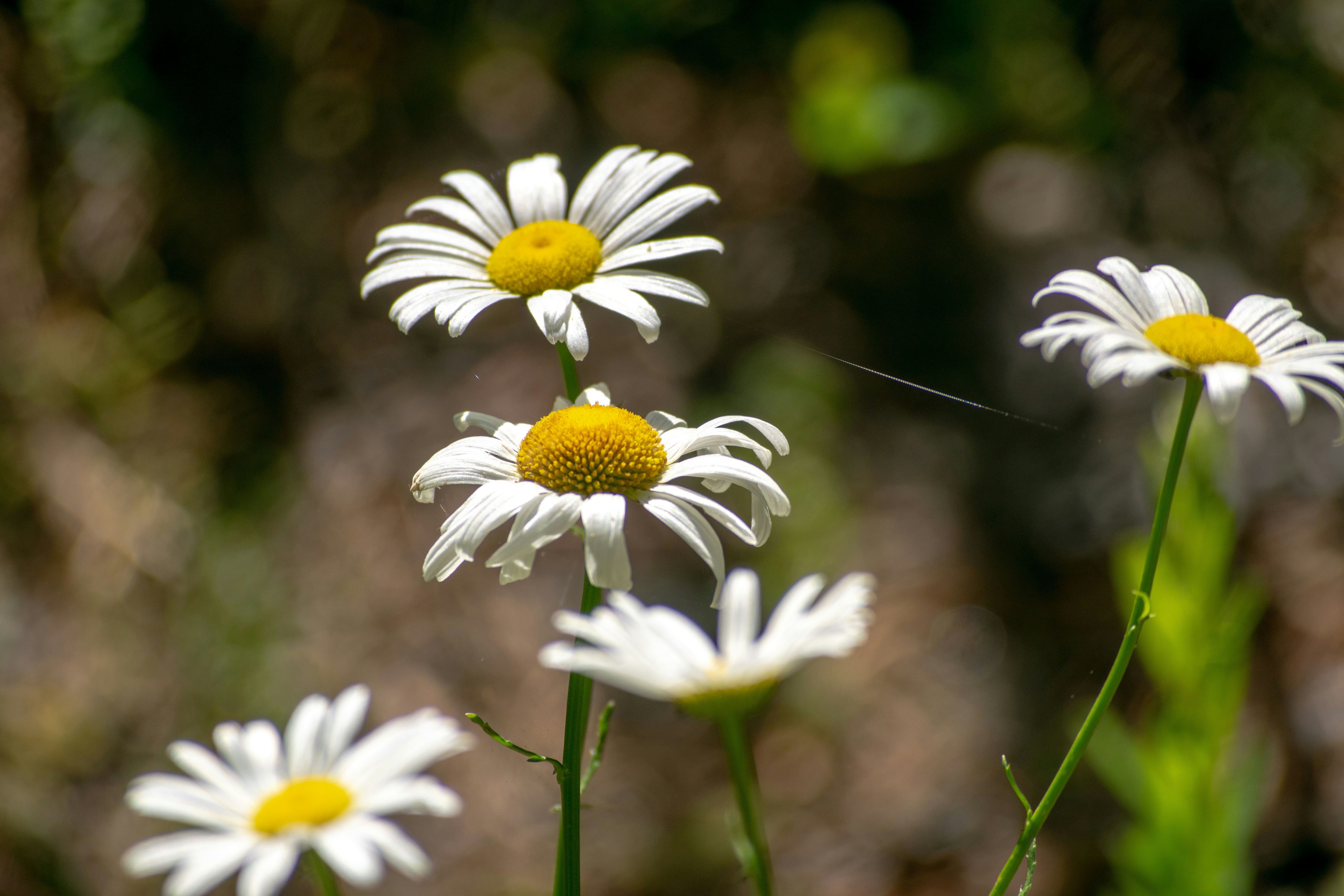 Daisy Cluster in Soft Focus Field