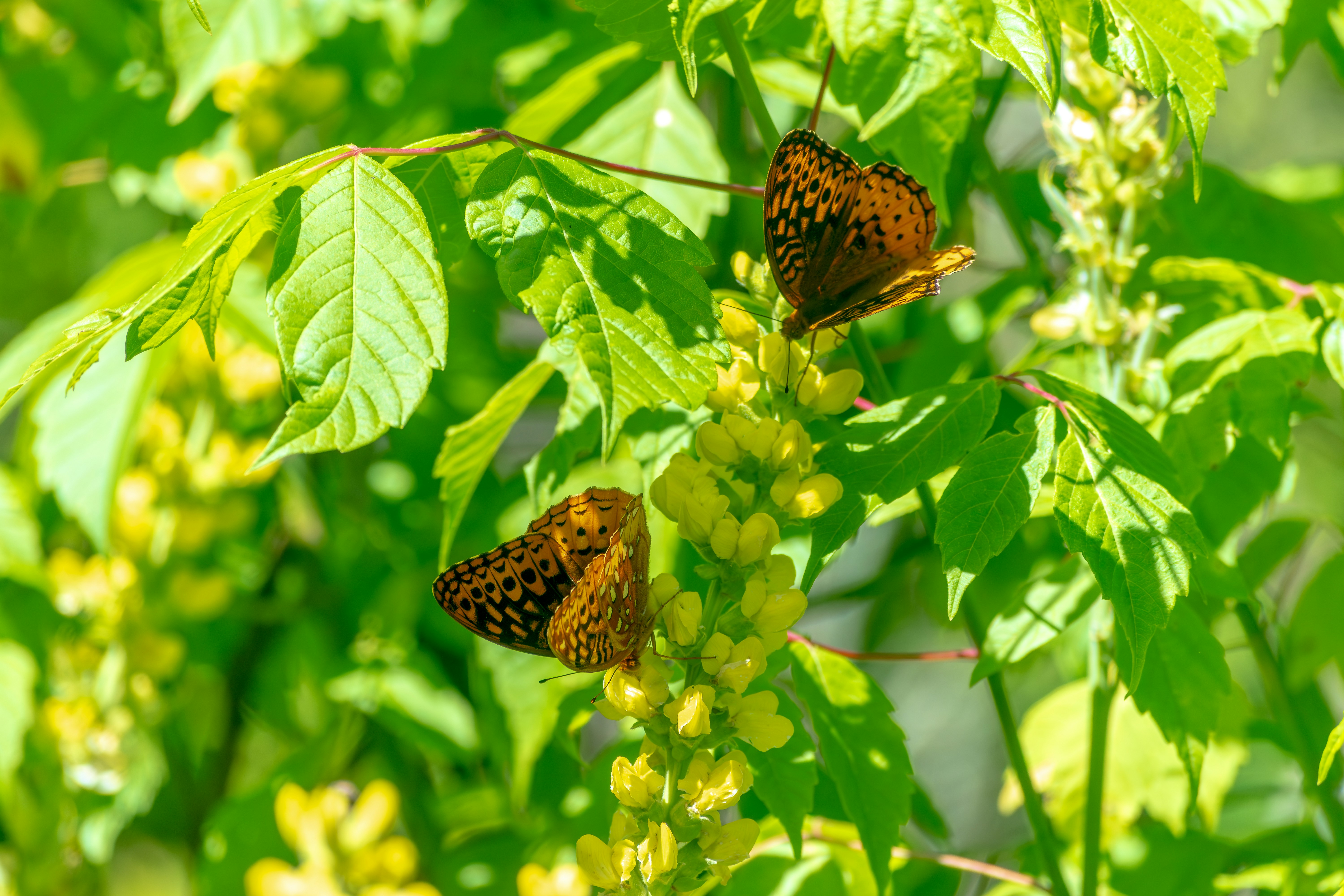 Two Golden-Orange Butterflies Rest on a Luminous Green Buckeye Cluster