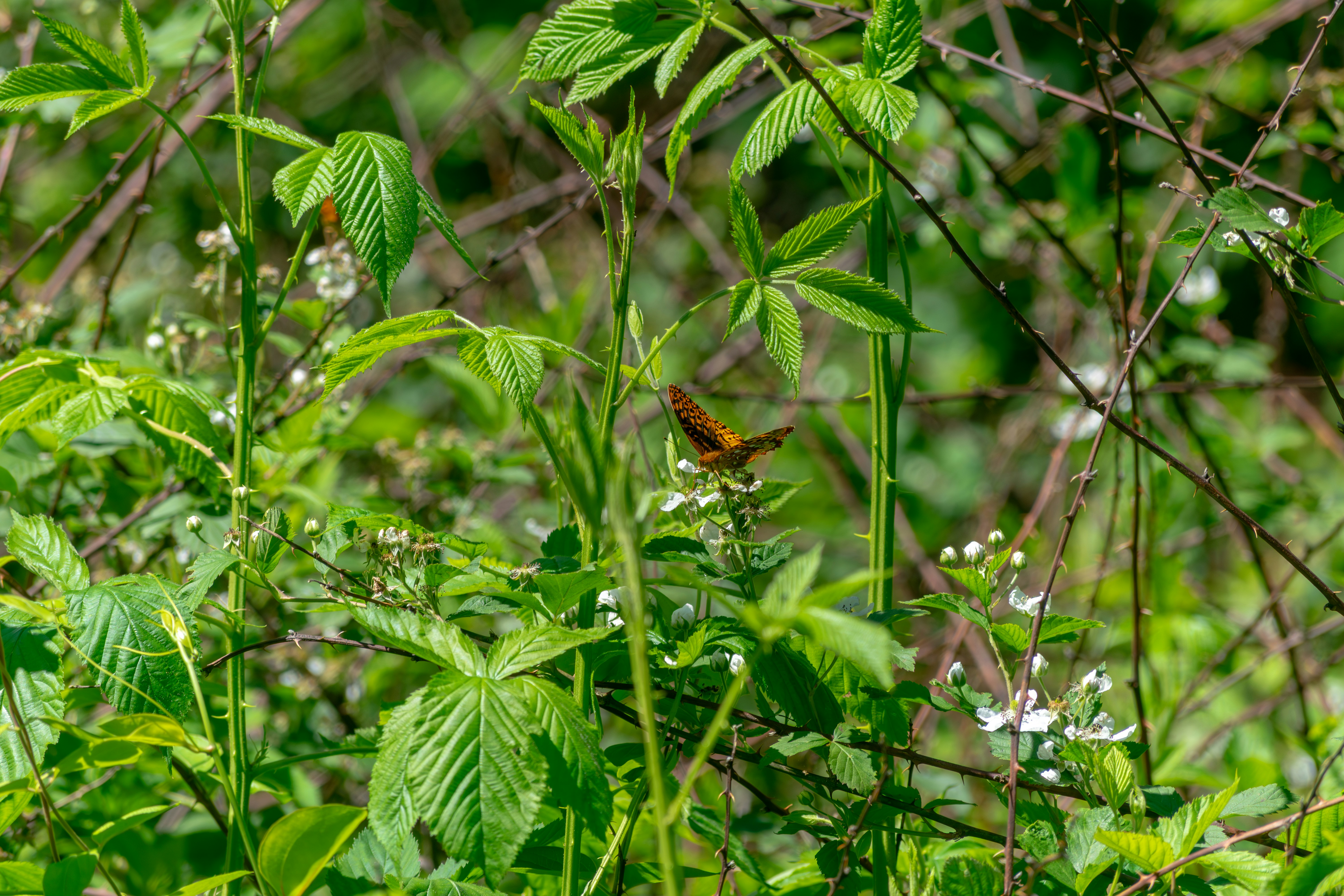 Scarlet Wanderer: A Small Butterfly Among Green Veils