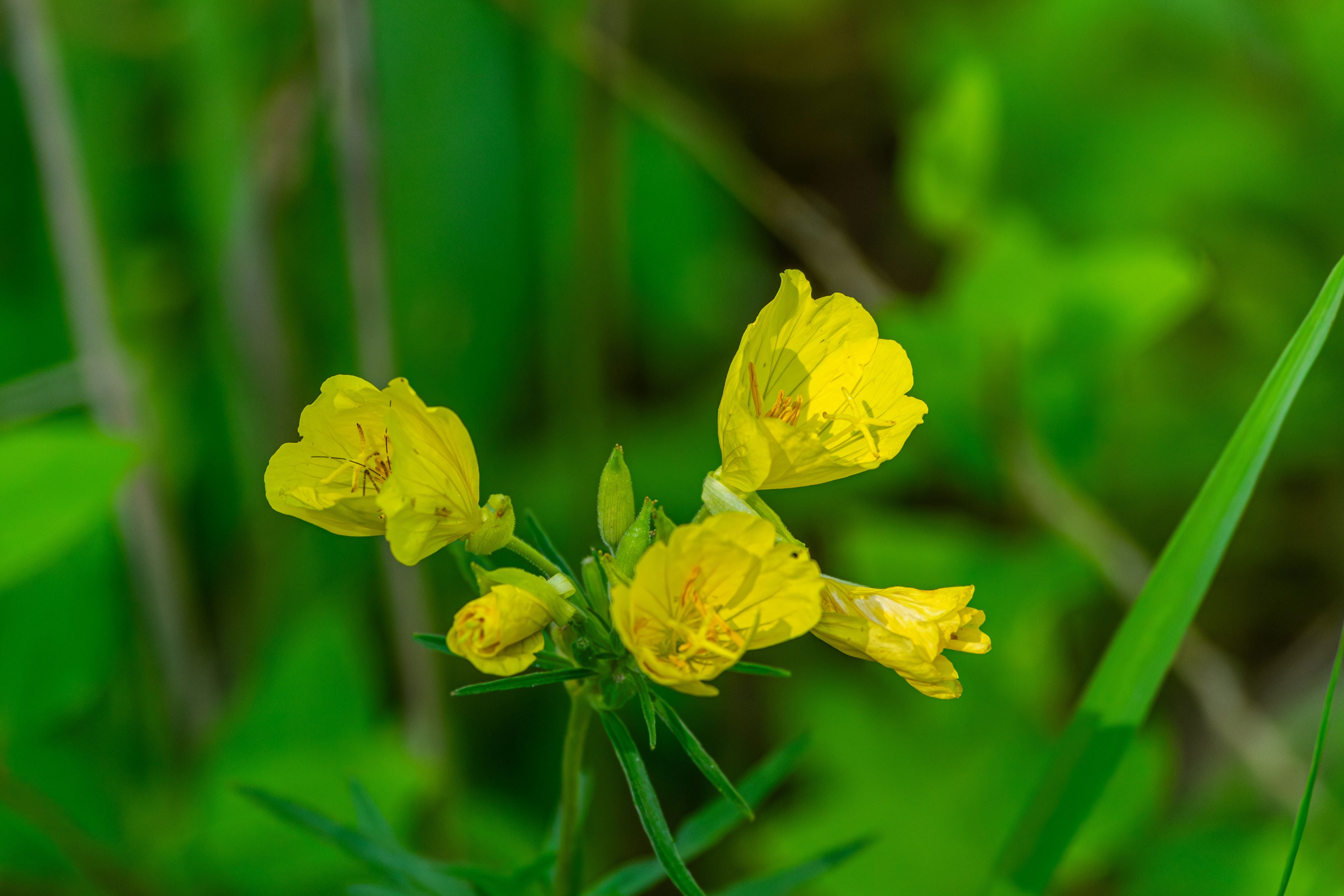 Sunlit Yellow Blooms in Quiet Greenery