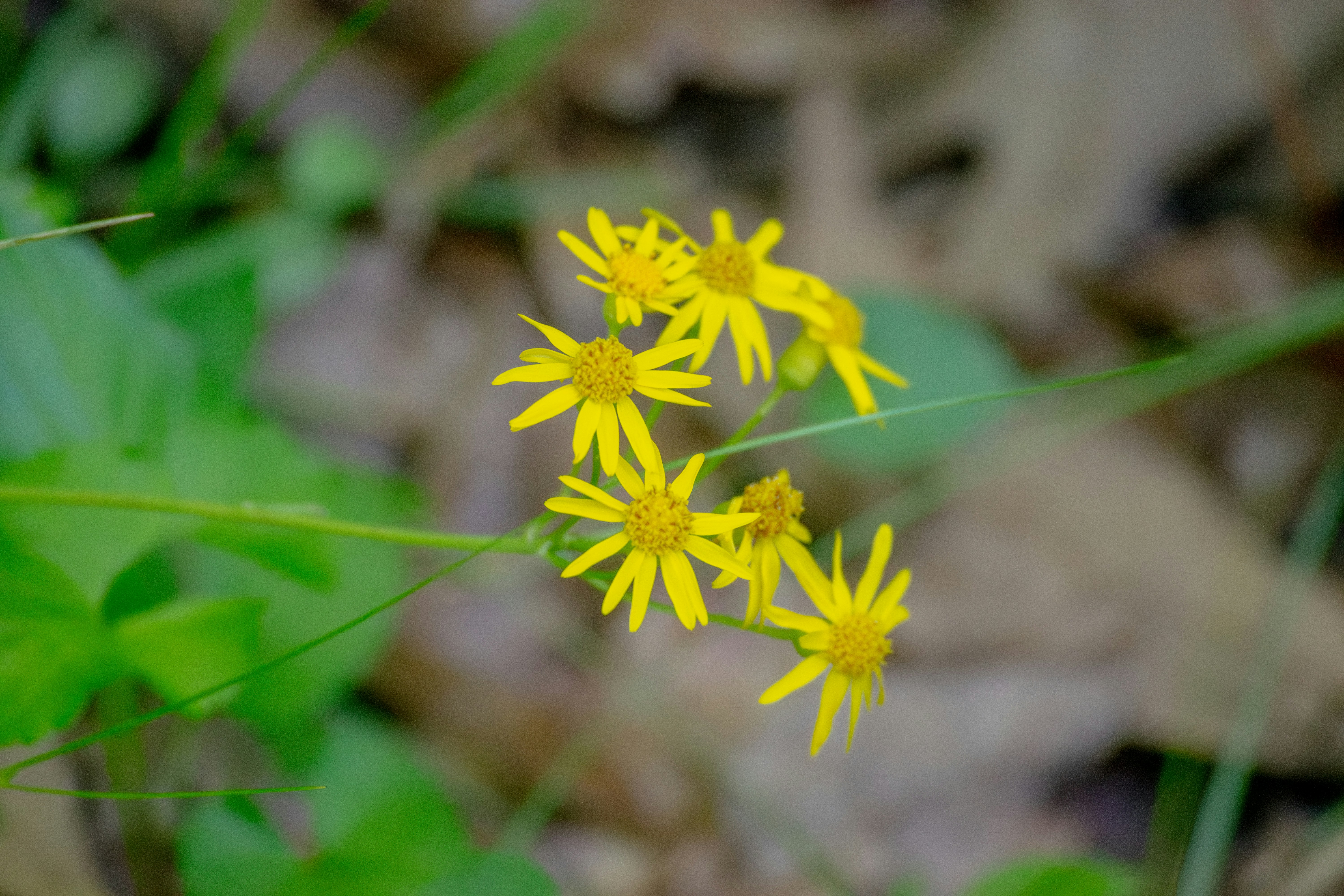 Yellow Bloom Quartet on a Leafy Stage