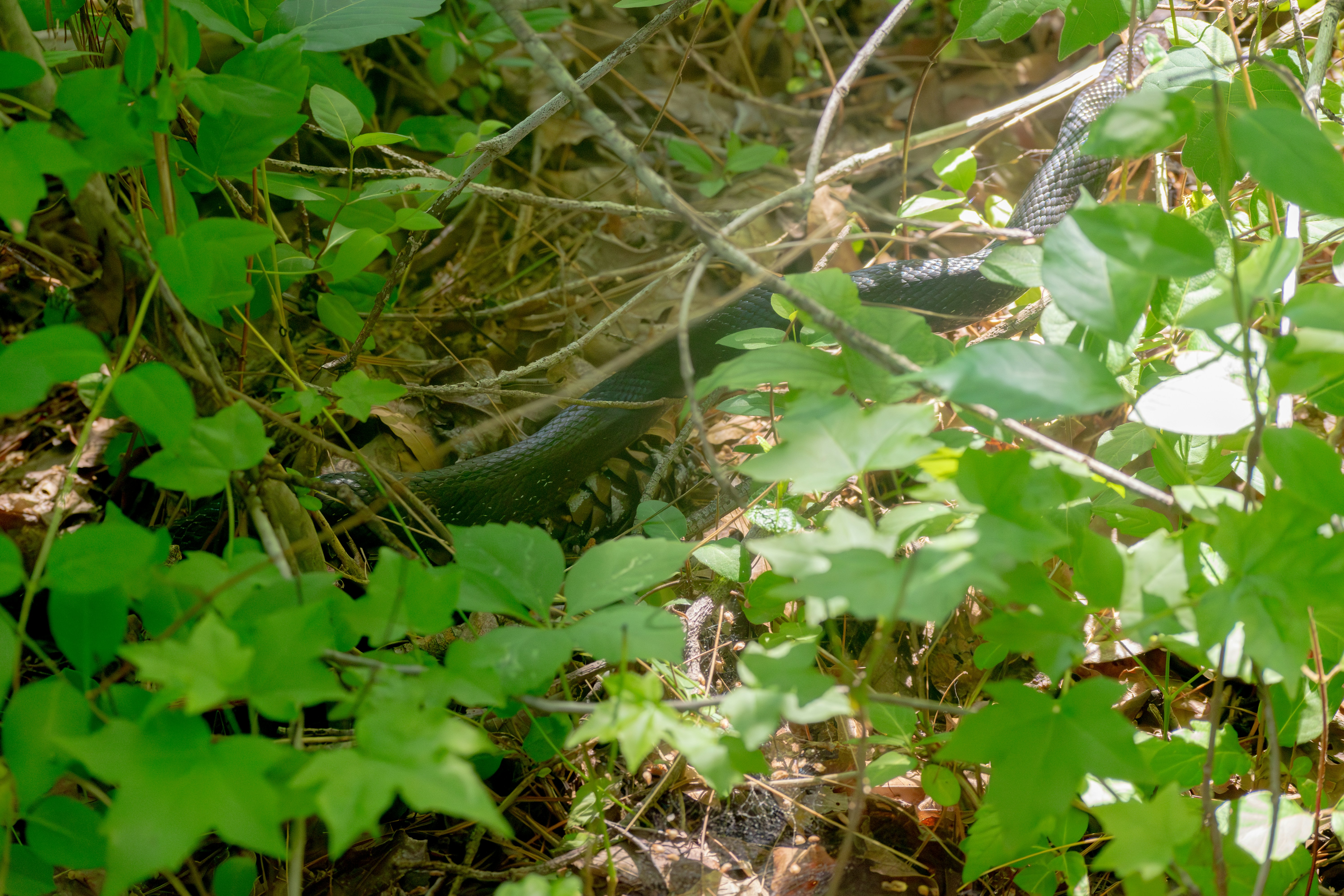 Hidden Coil: A Slumbering Forest Serpent Amid Green Canopy