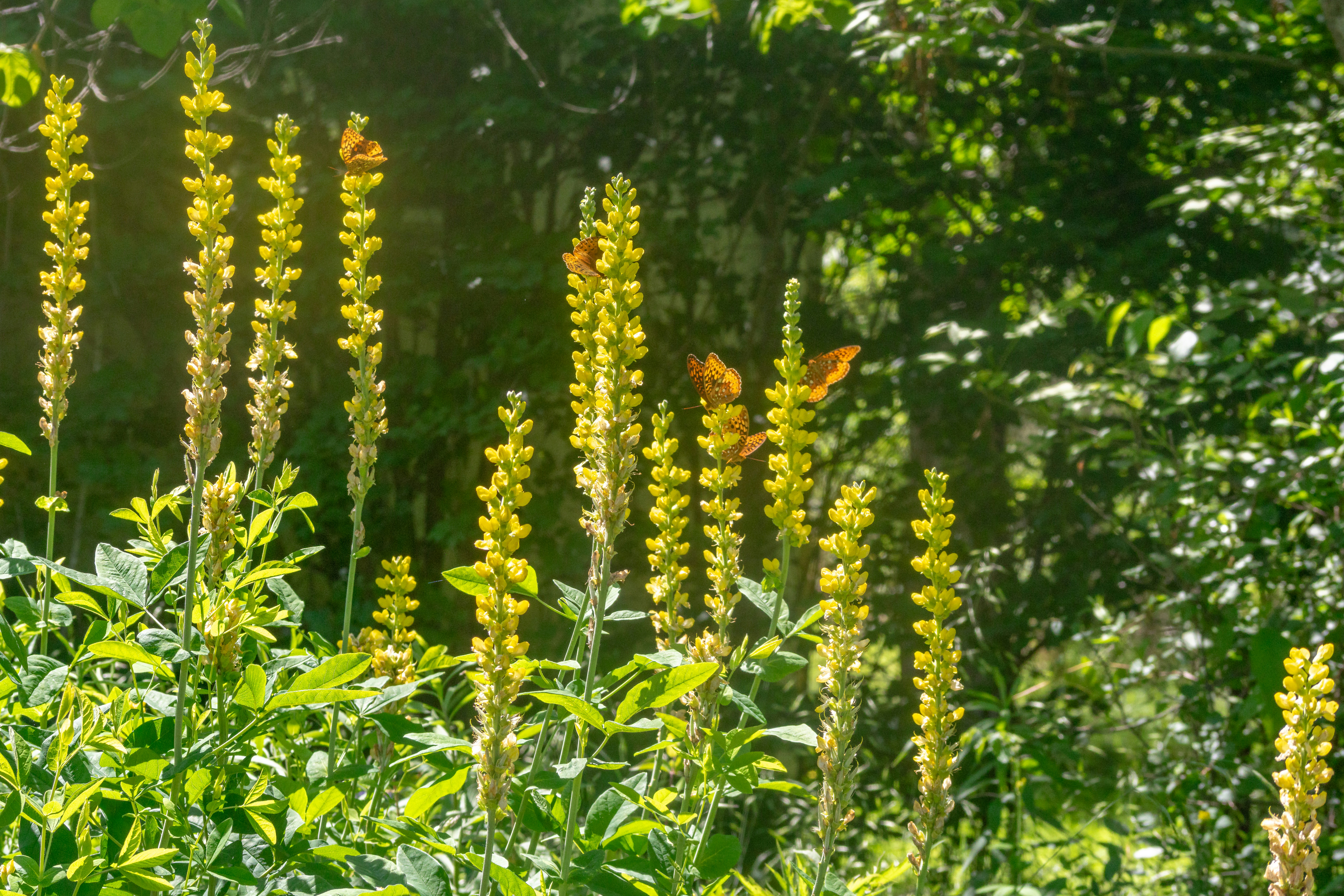 Golden Spires in a Sunlit Thicket