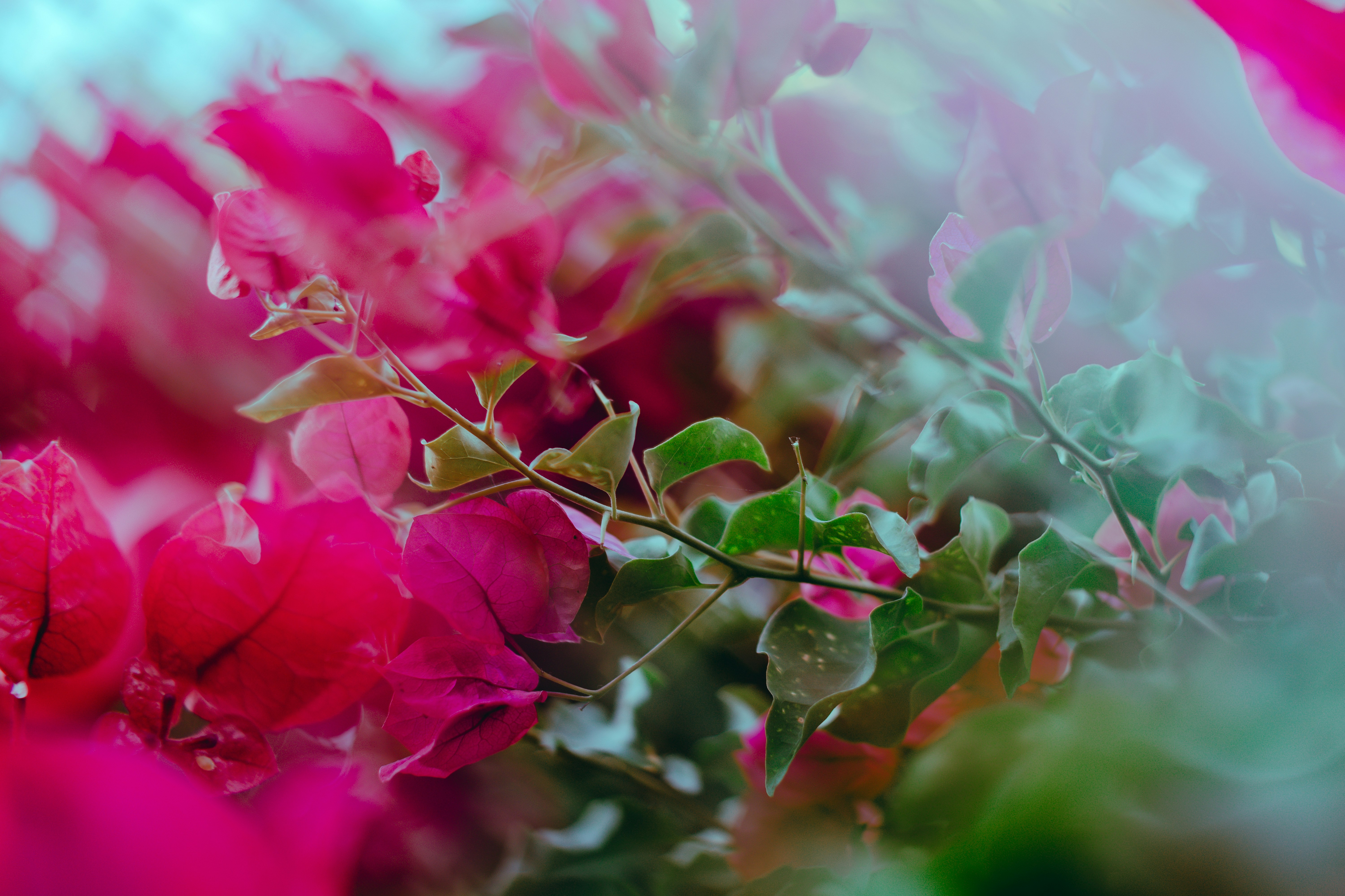 Blossoms in Soft Focus: a Veil of Color and Leaf
