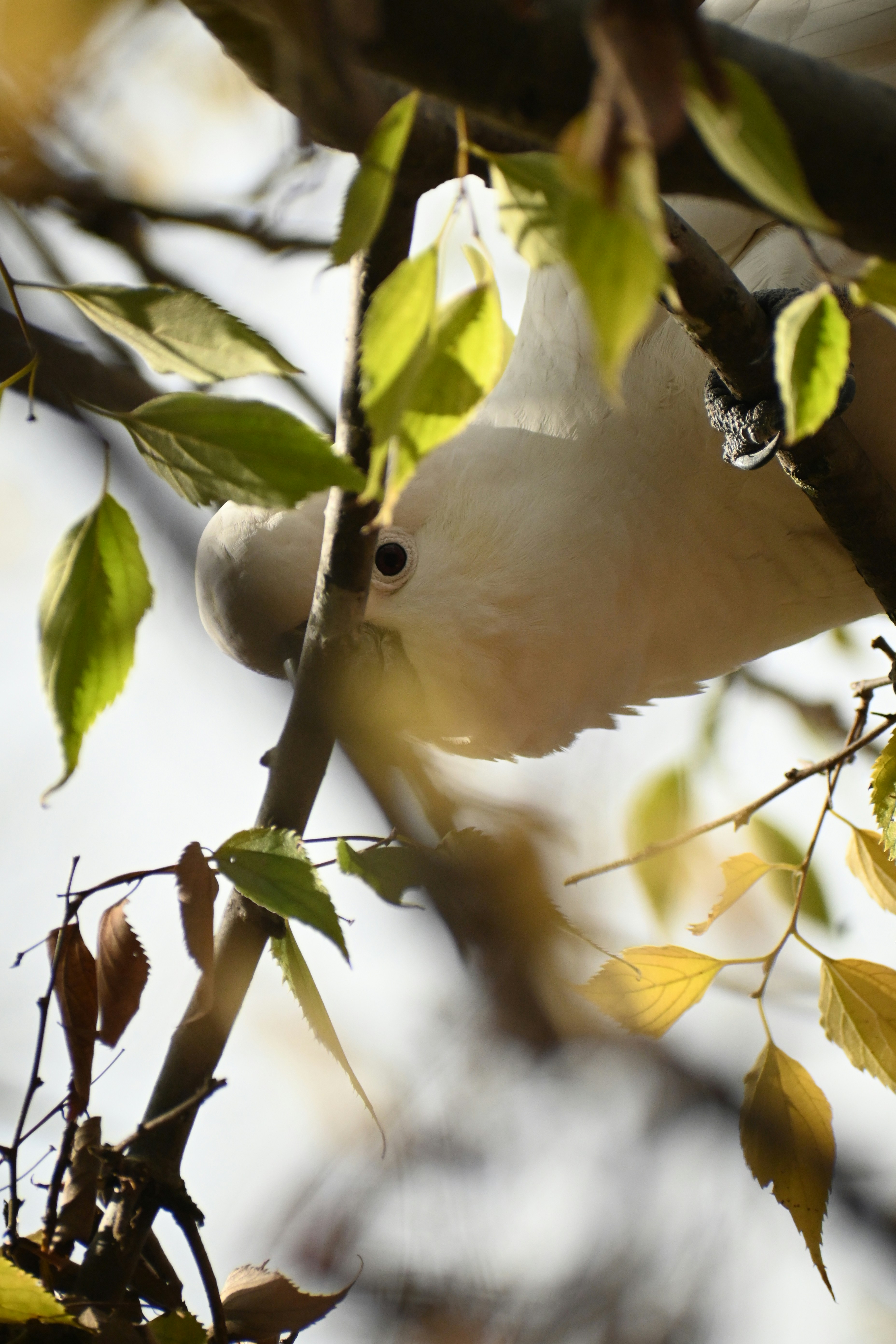 Under the Canopy: A White Pigeon Peeks Through Fresh Green and Autumn Leaves