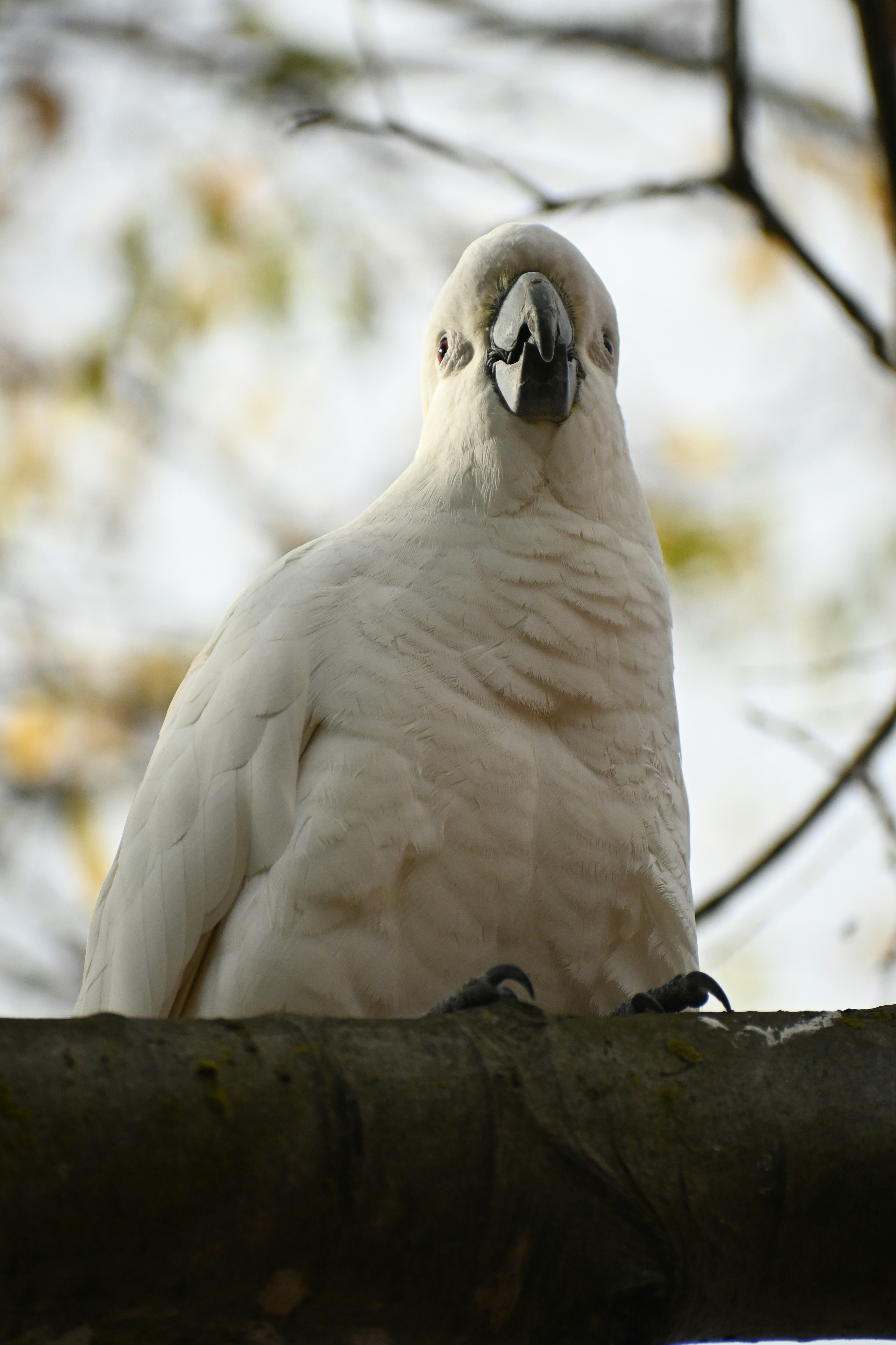 Upward Gaze: A Cropped Portrait of a White Gull