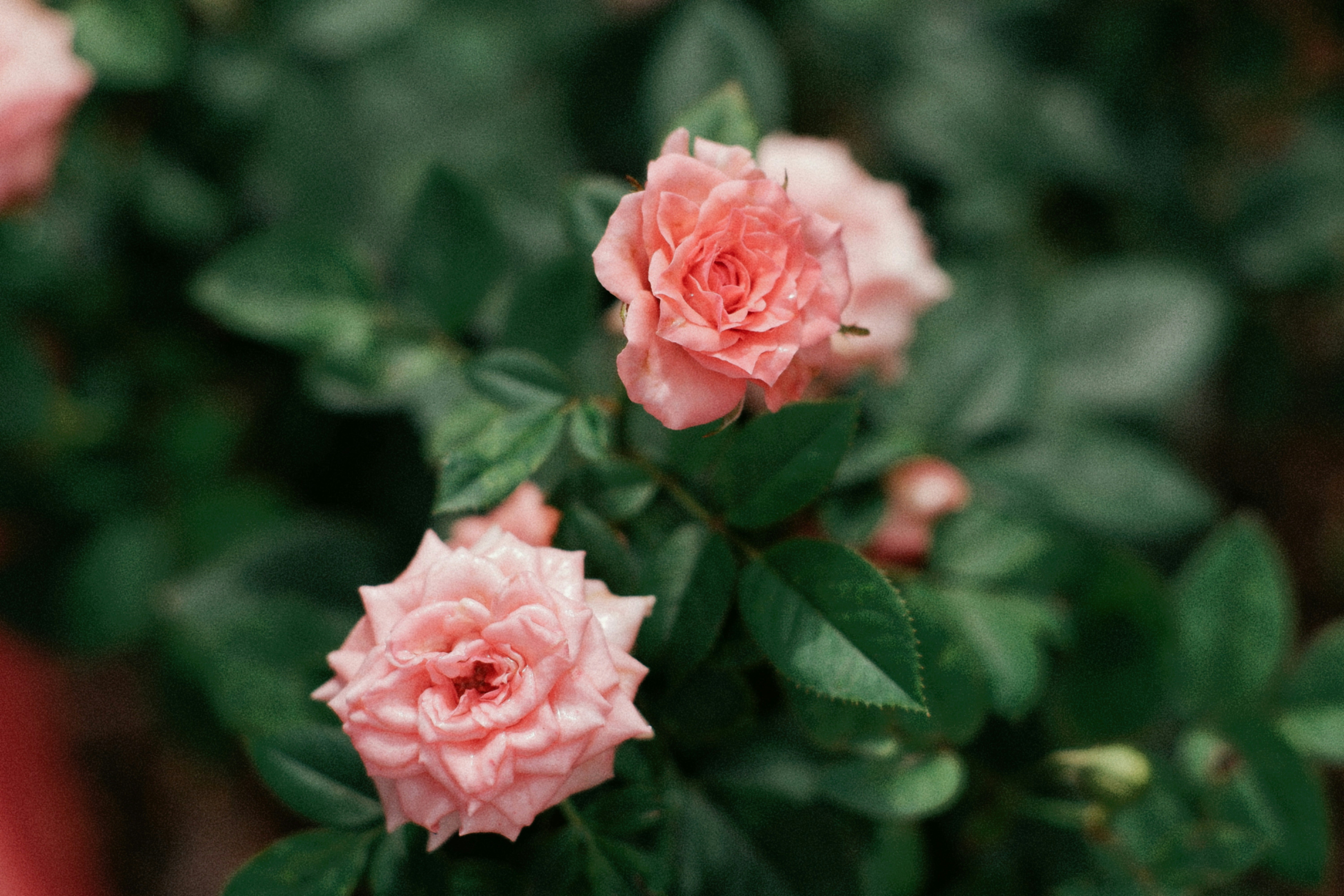 Soft Pink Roses in a Quiet Garden Boutonniere of Dew