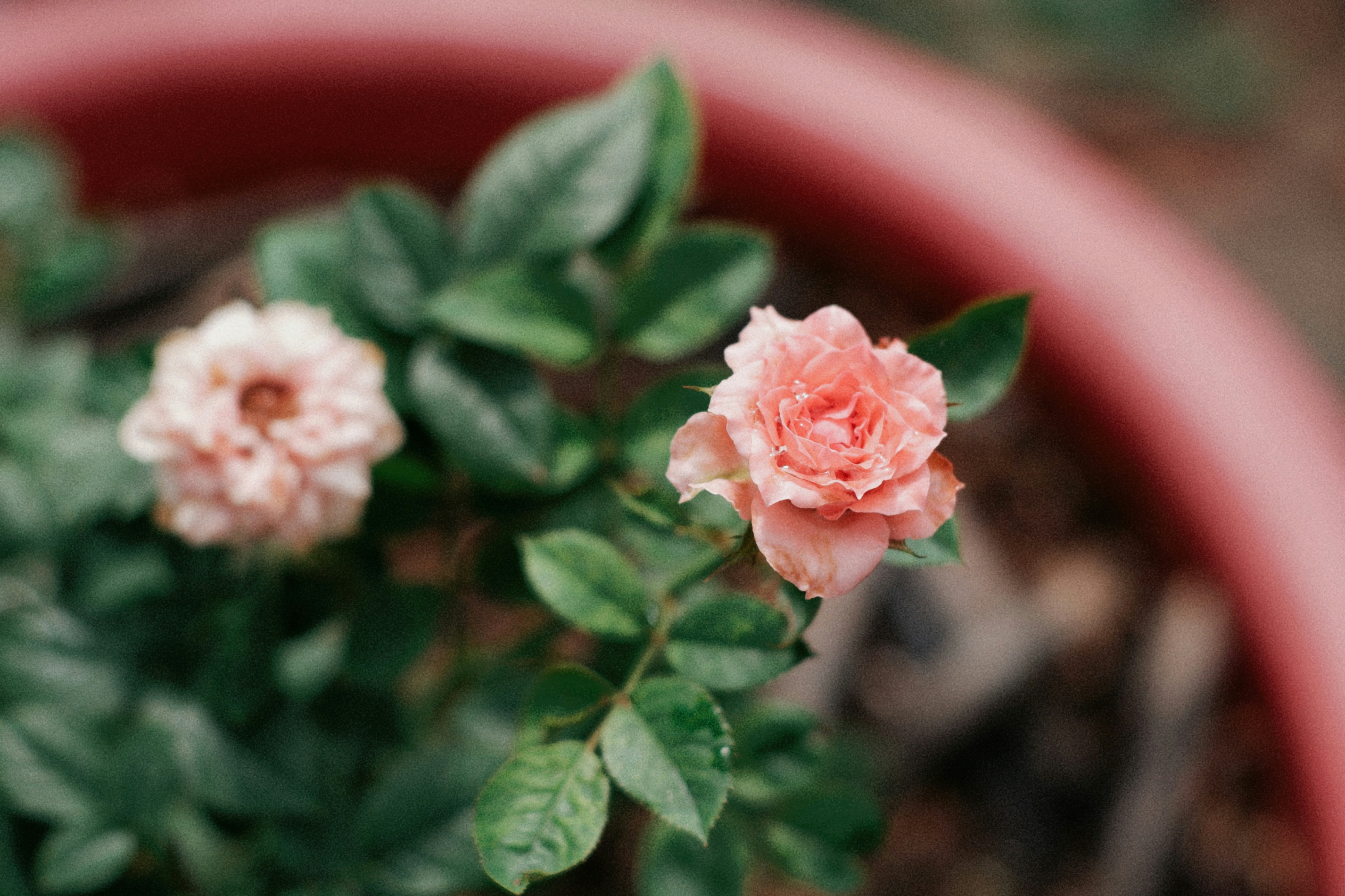 Pink Petal Focus: A Quiet Rose in a Terracotta Frame