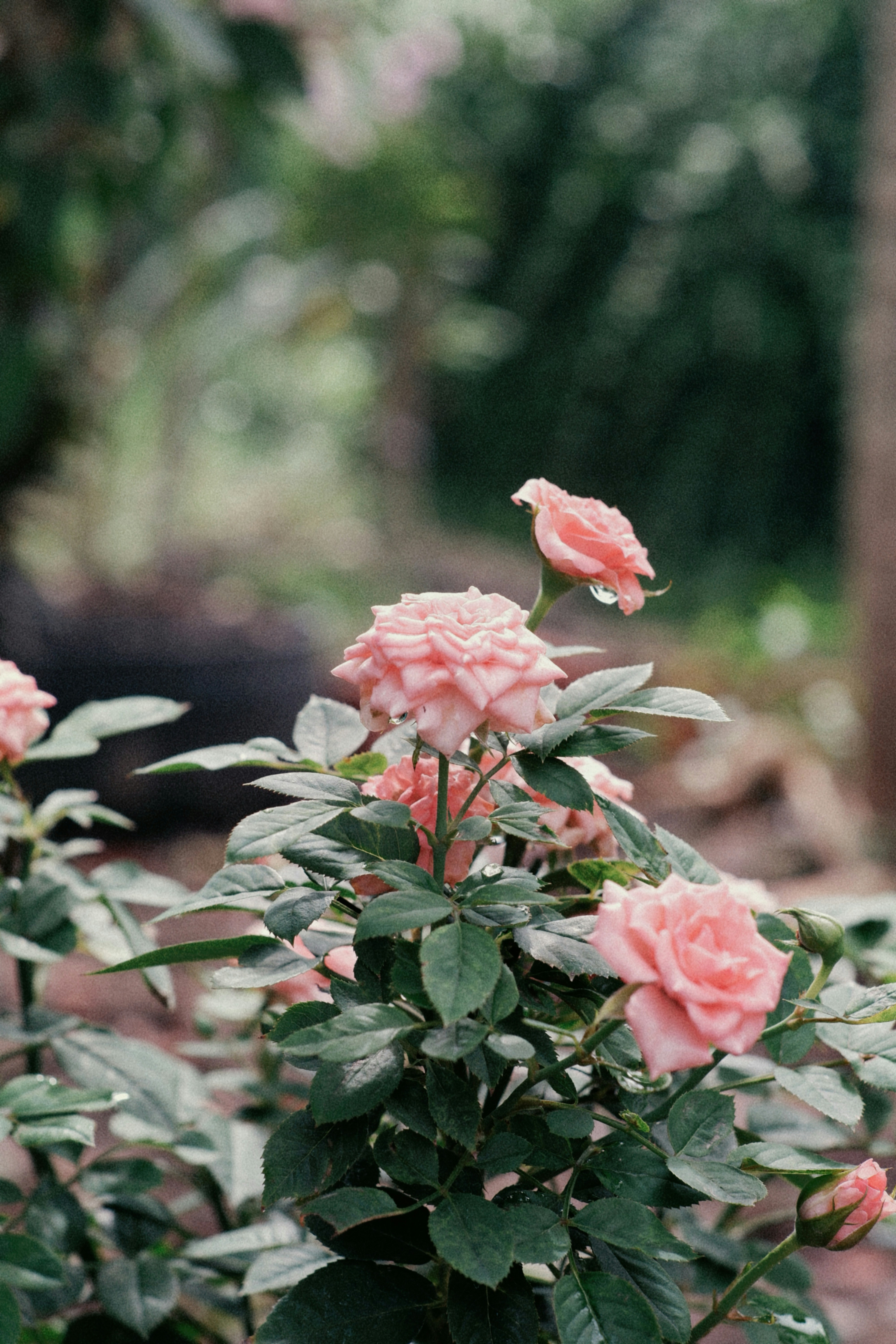 Pink Rose Crescendo: Cluster of Blushing Blooms Against a Quiet Garden