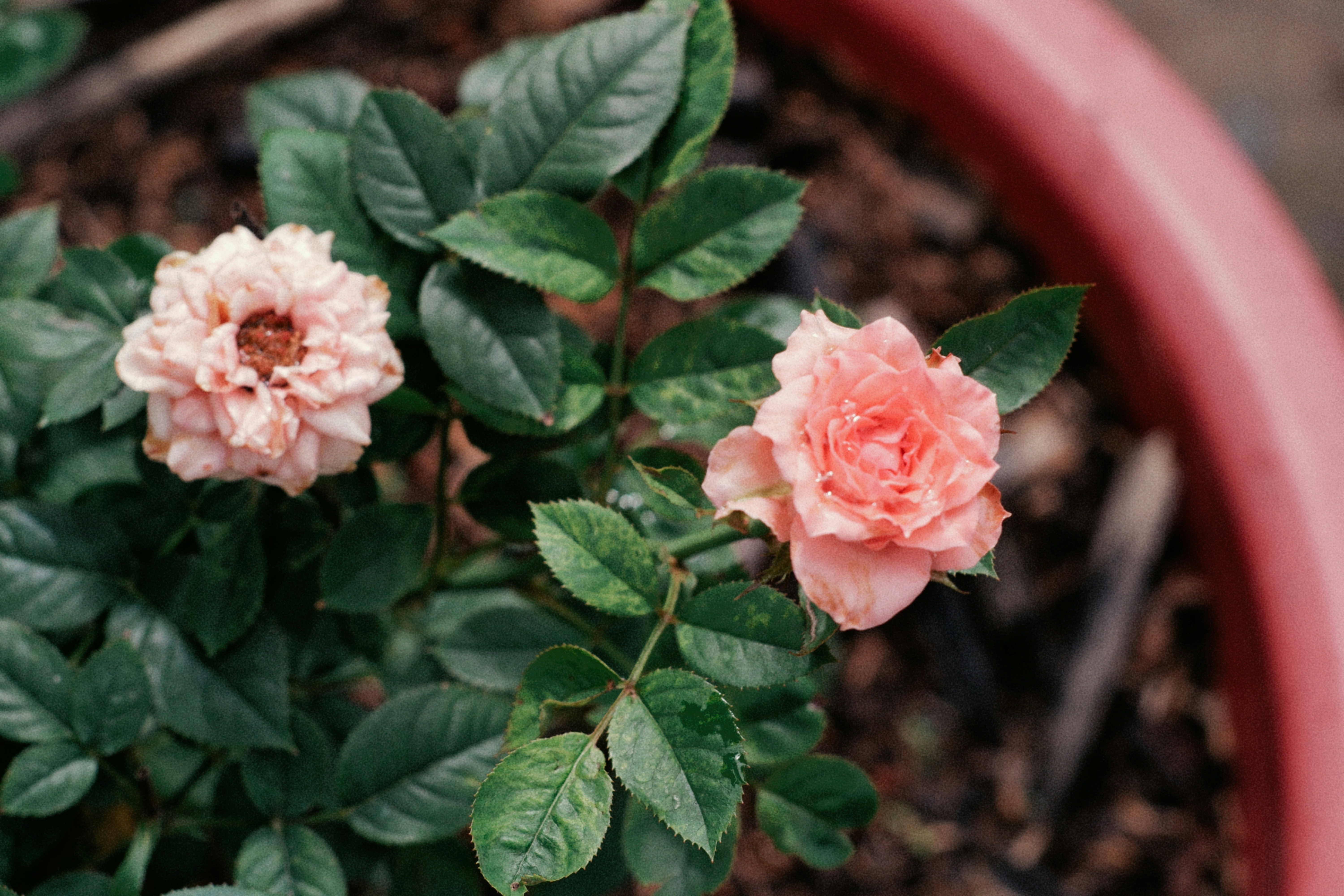 Pink Rose Blossom in a Terracotta Pot