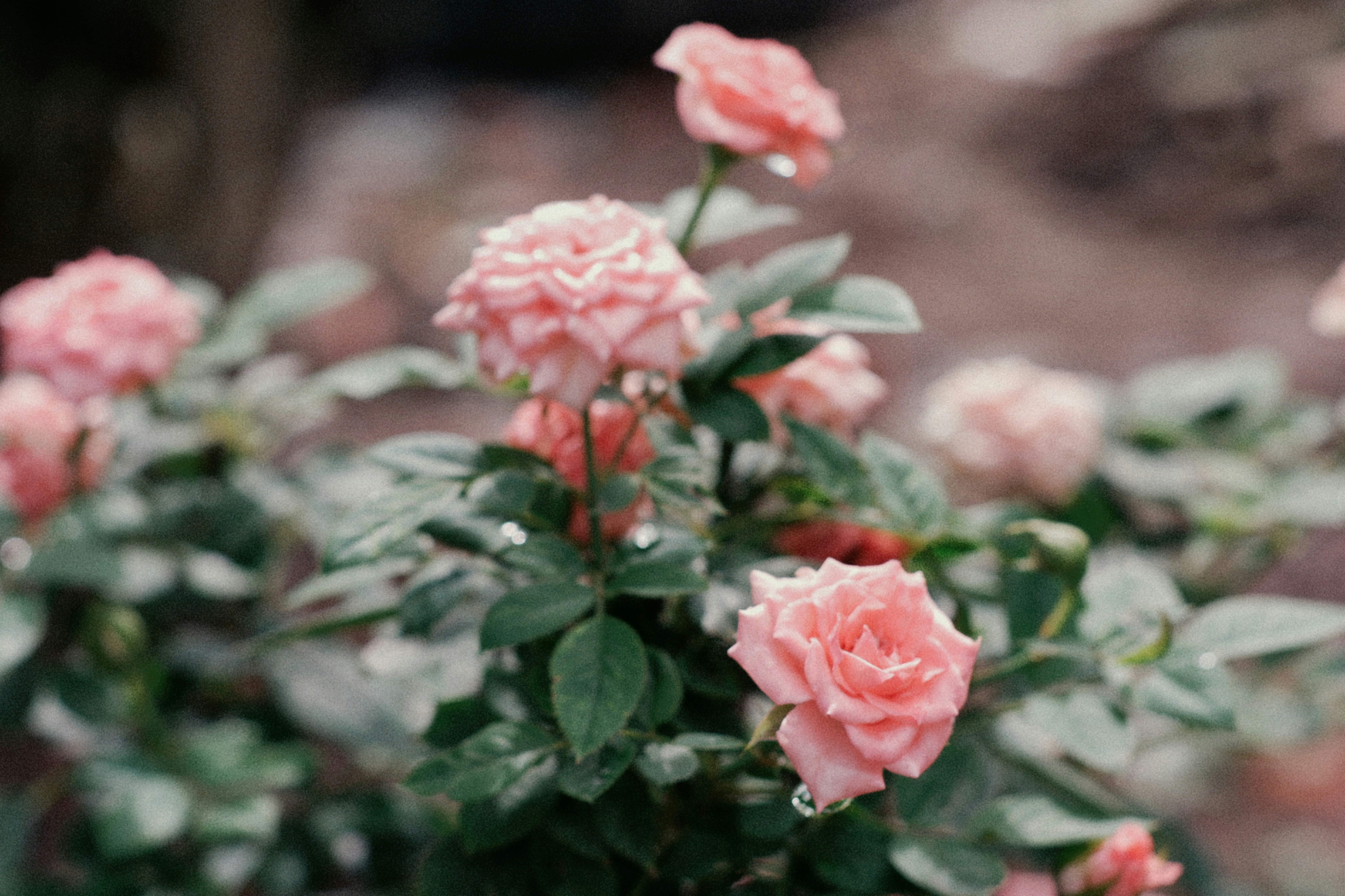 Soft Morning Bloom: Pink Roses in Focus