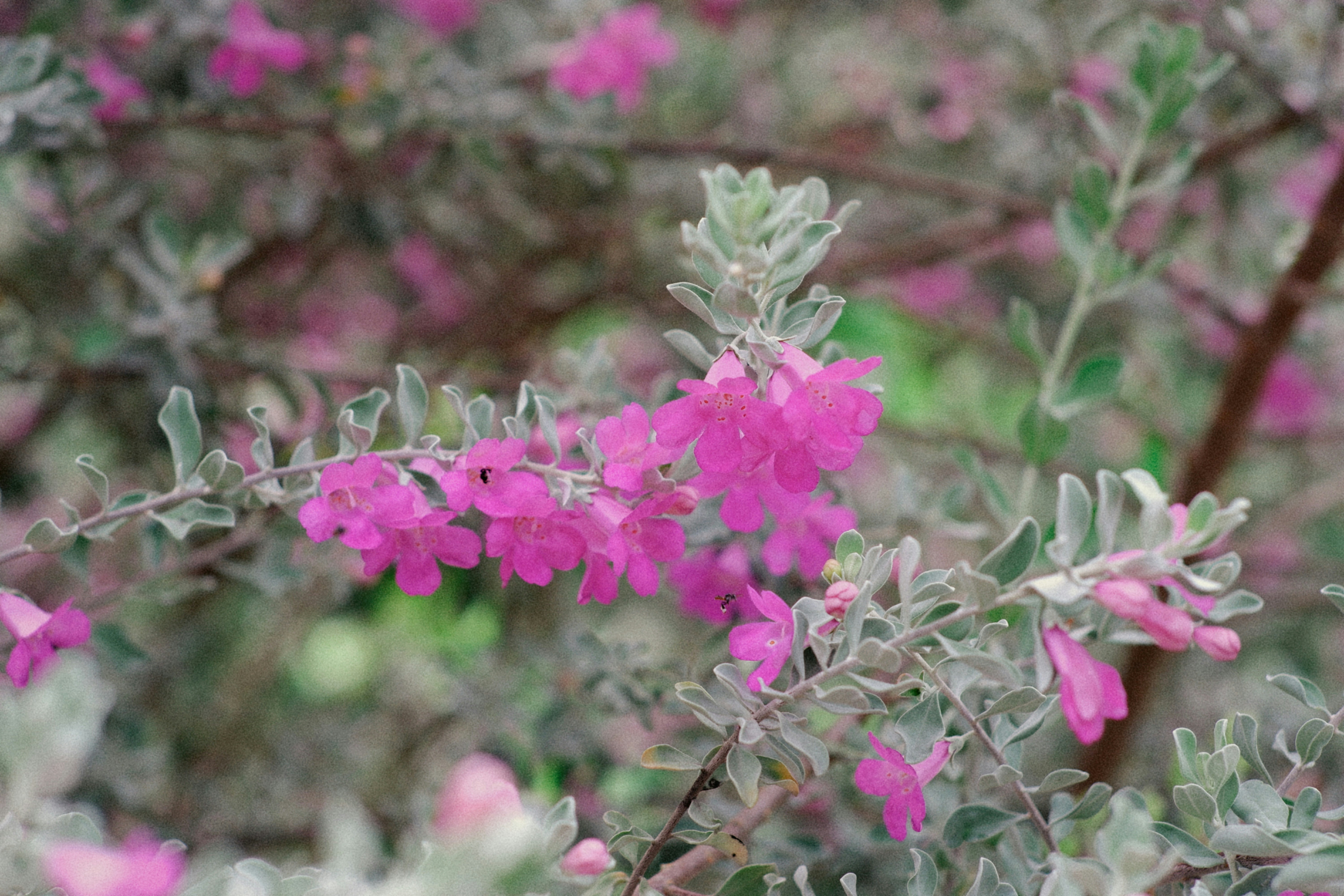 Magenta blossoms on a dusty gray-ink shrub