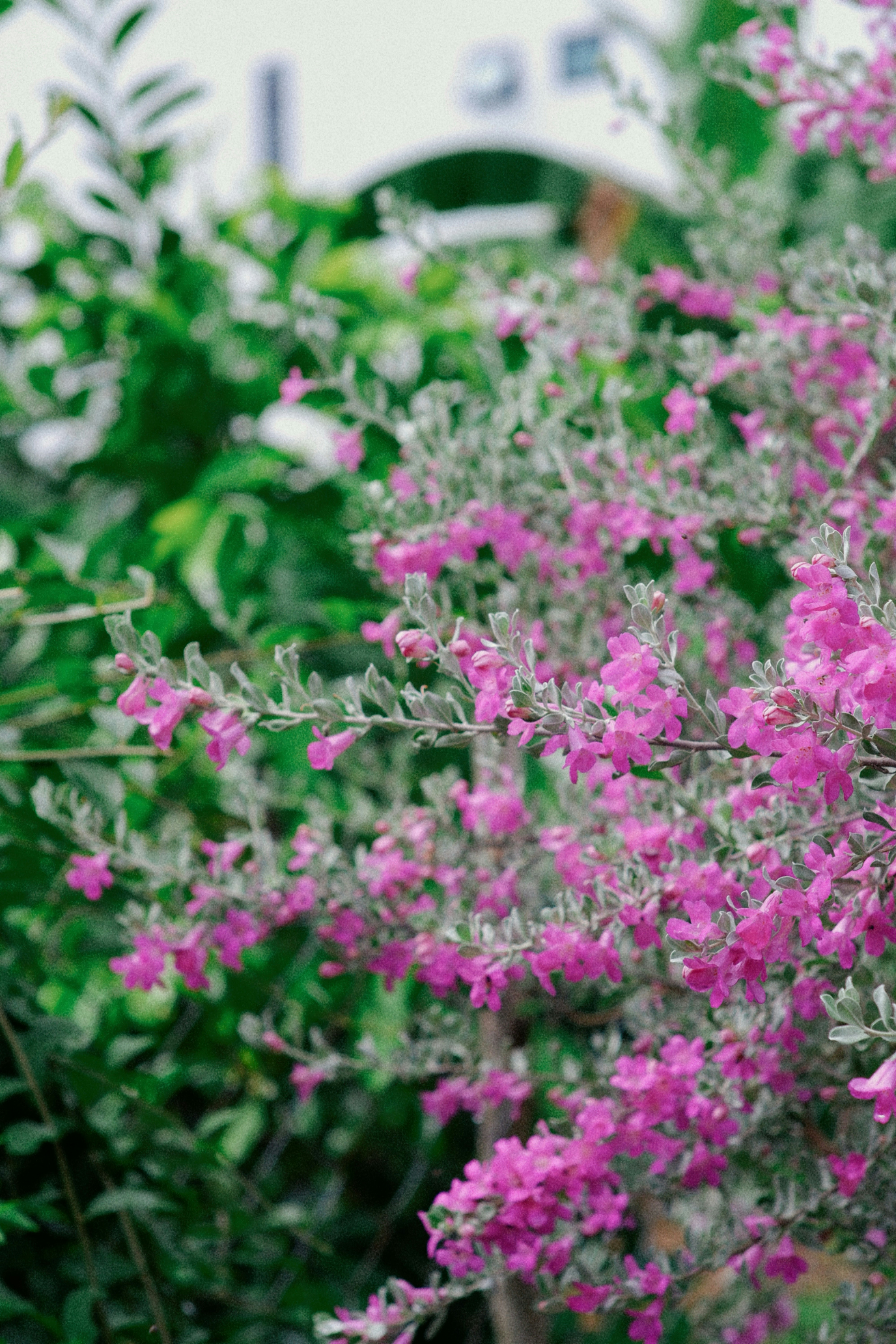Vibrant pink flowers blooming on a silvery-leafed bush.