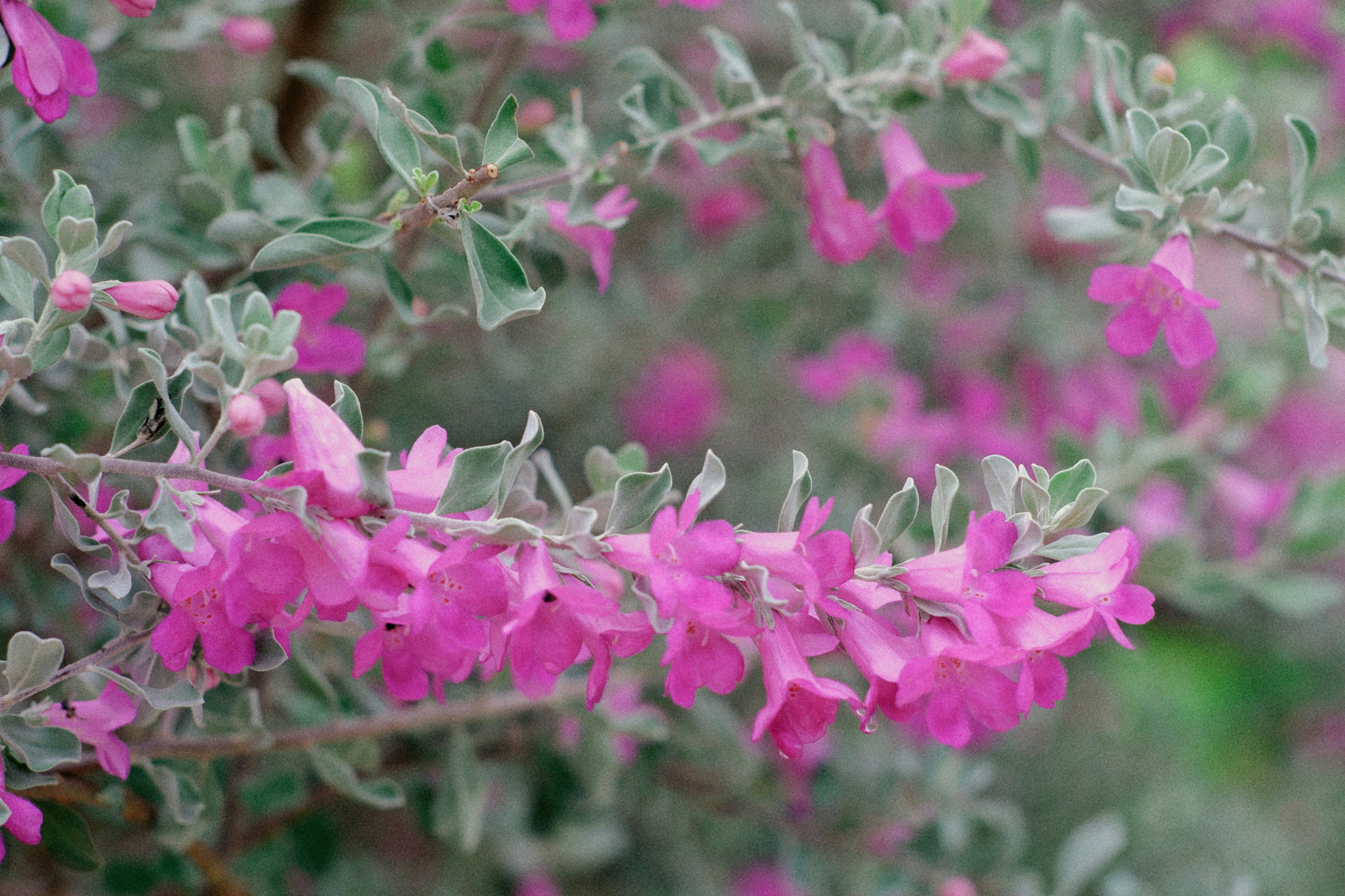 Pink Salmon Blooms: Close-up on a Creeping Floral Chorus