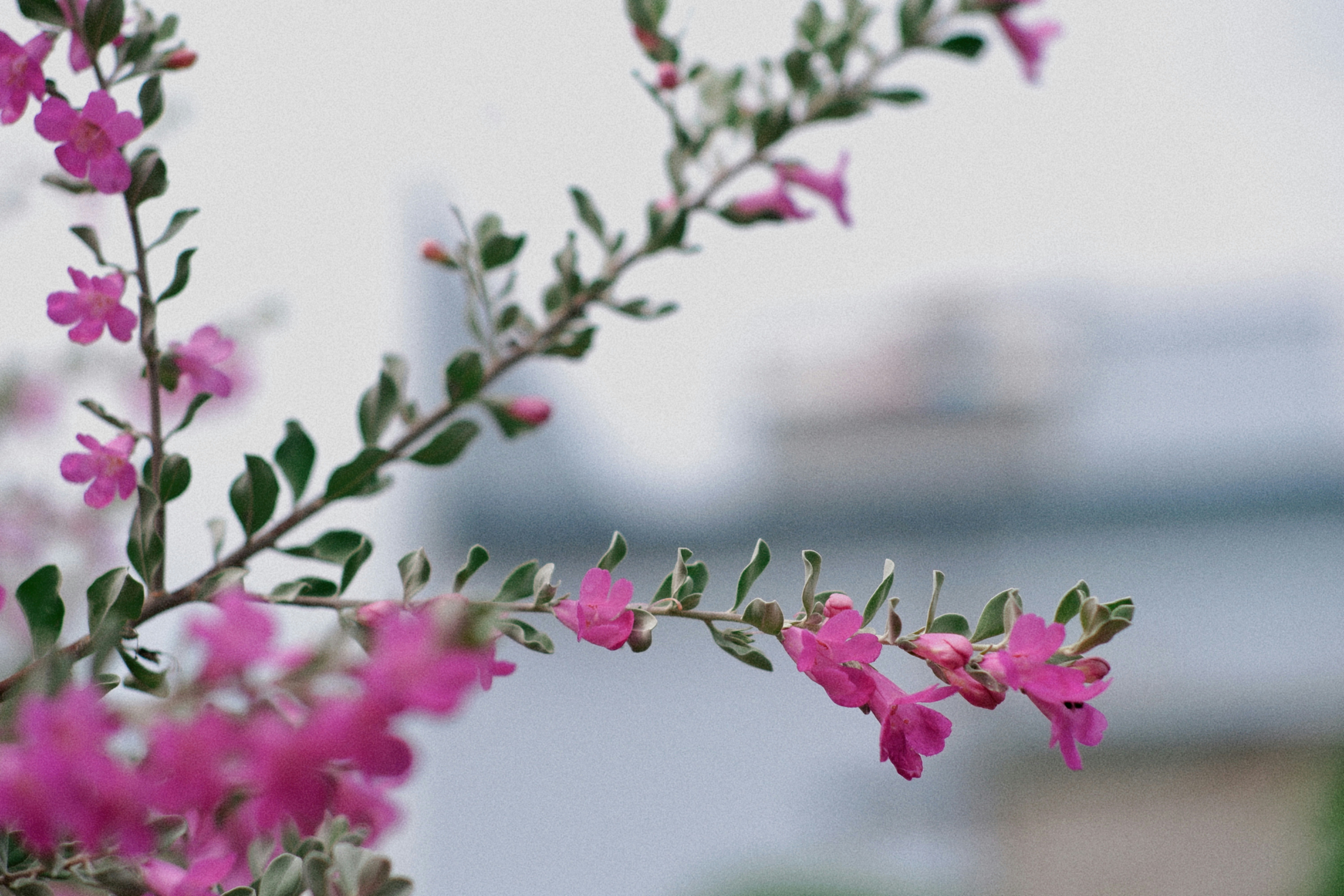 Pink blossoms in focus on a blurred urban backdrop