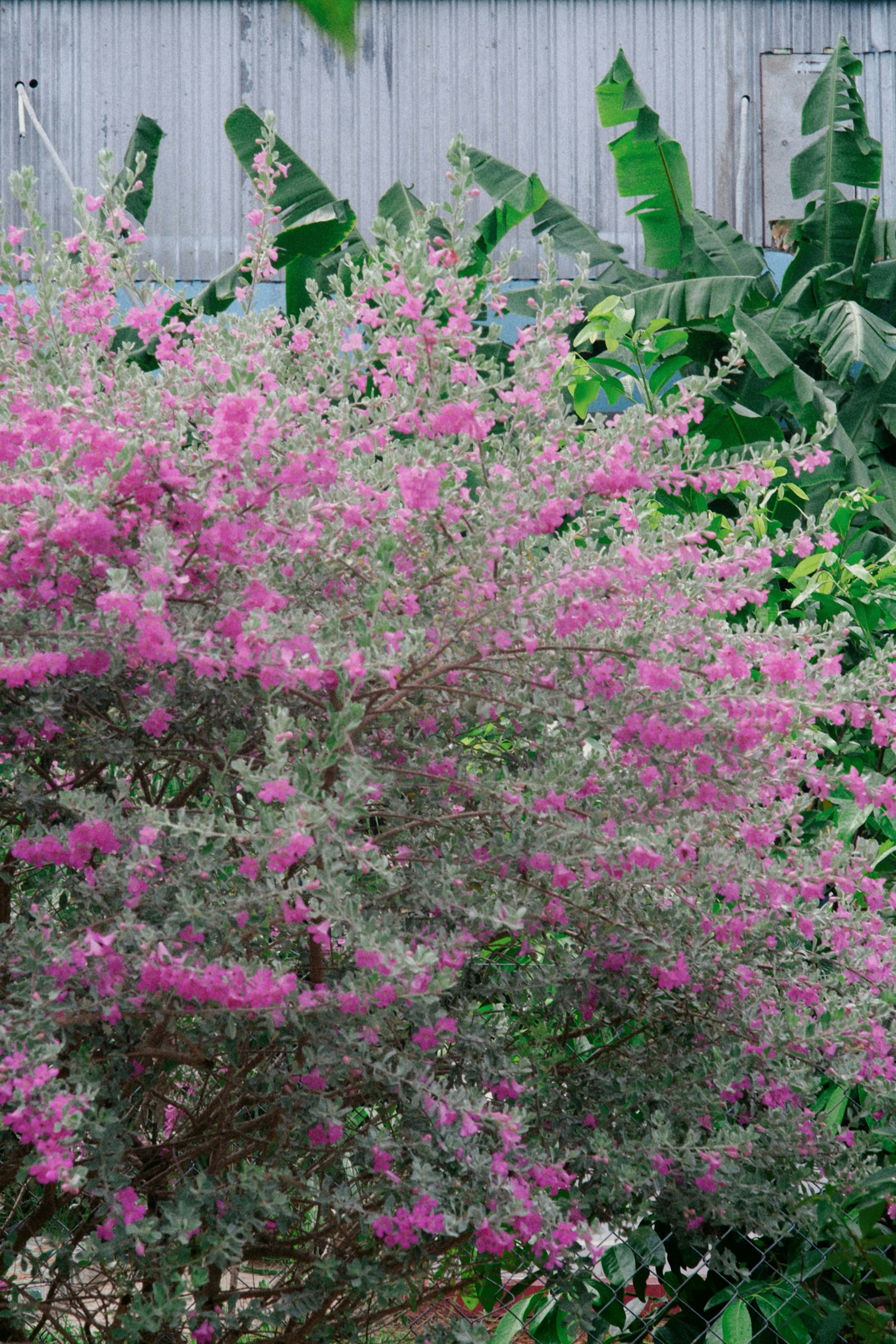 Bush with small pink flowers and silvery leaves.