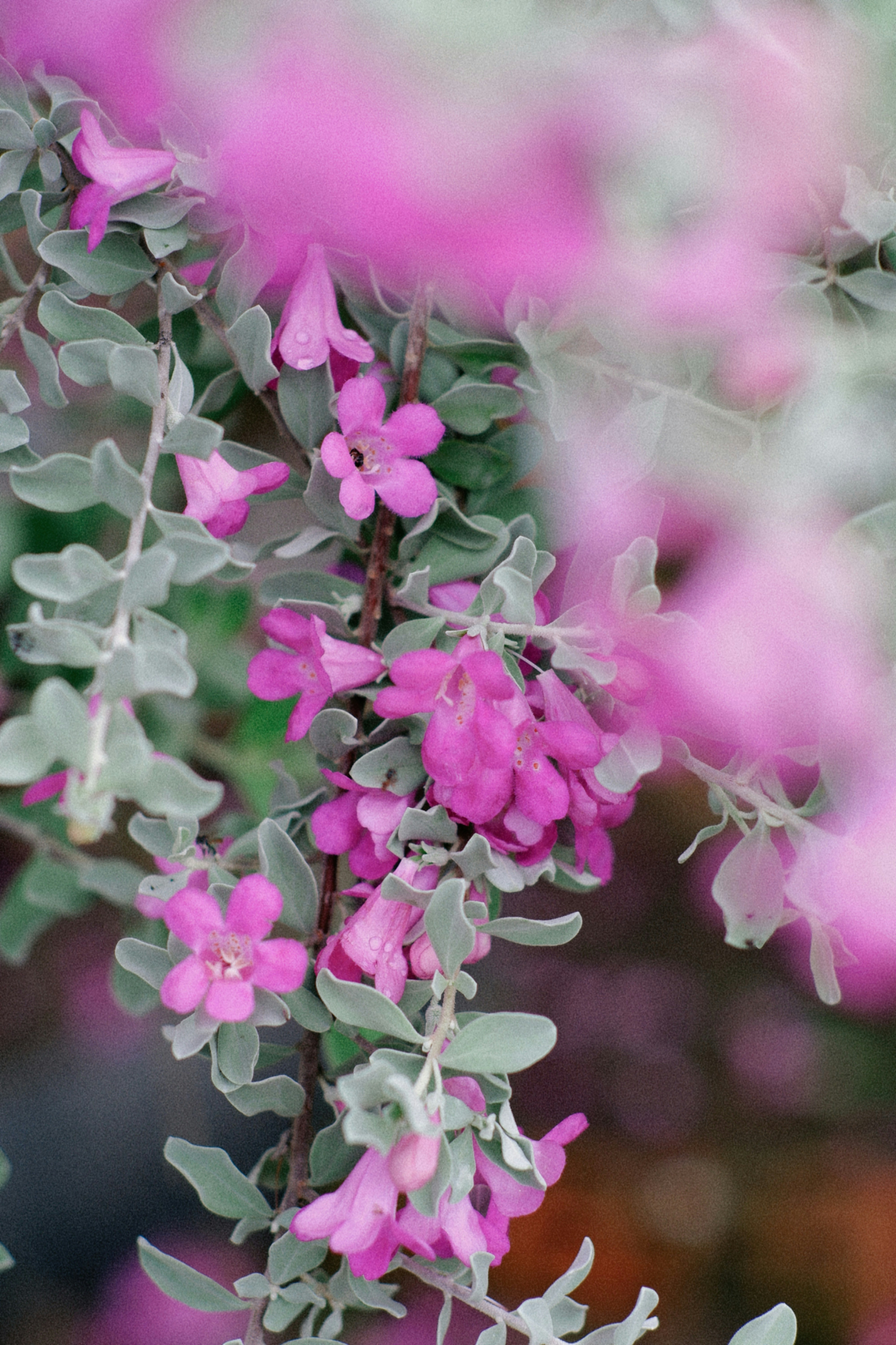 Vibrant Magenta Blooms Draped in Soft Haze