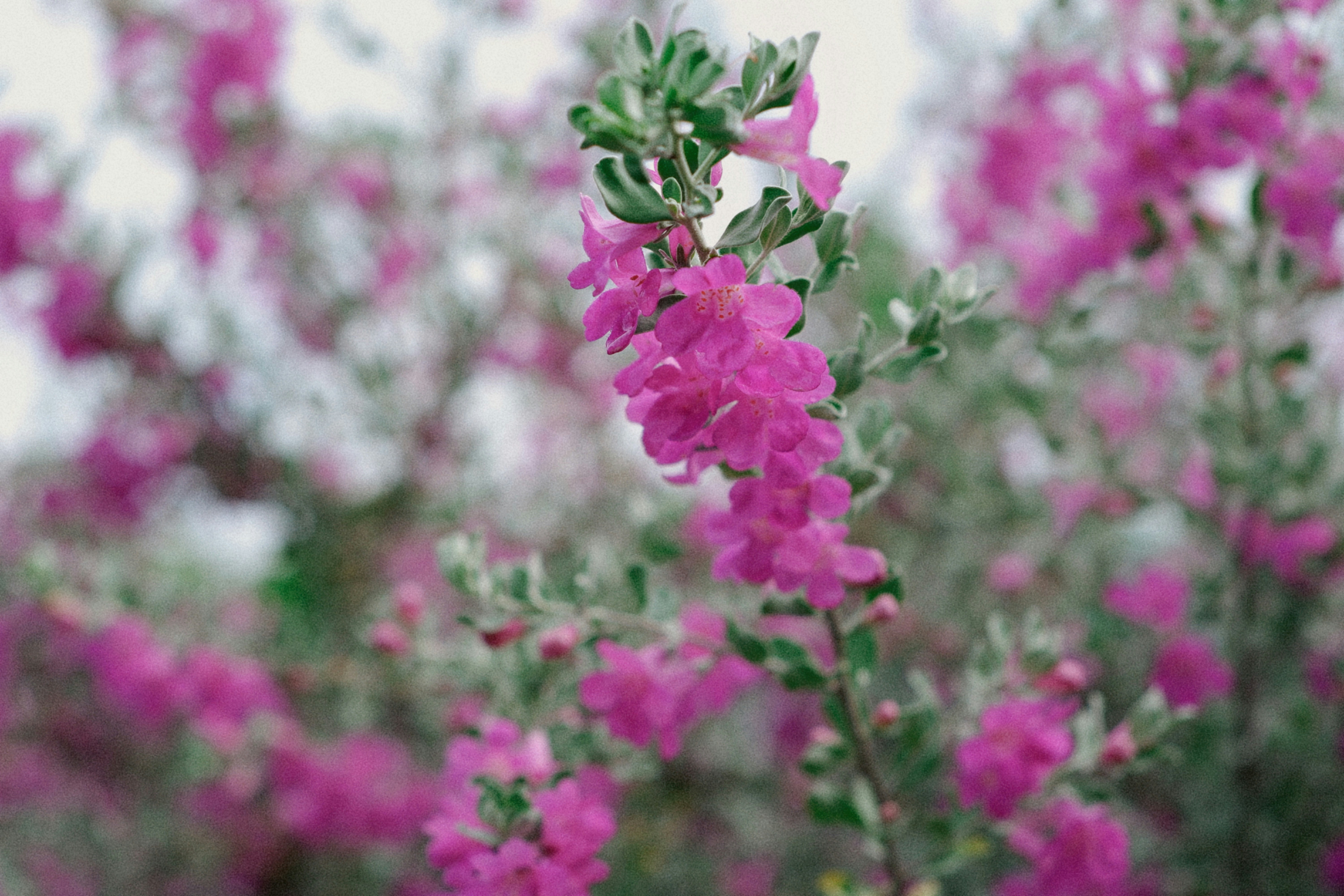 Beautiful pink flowers with silver-green foliage.